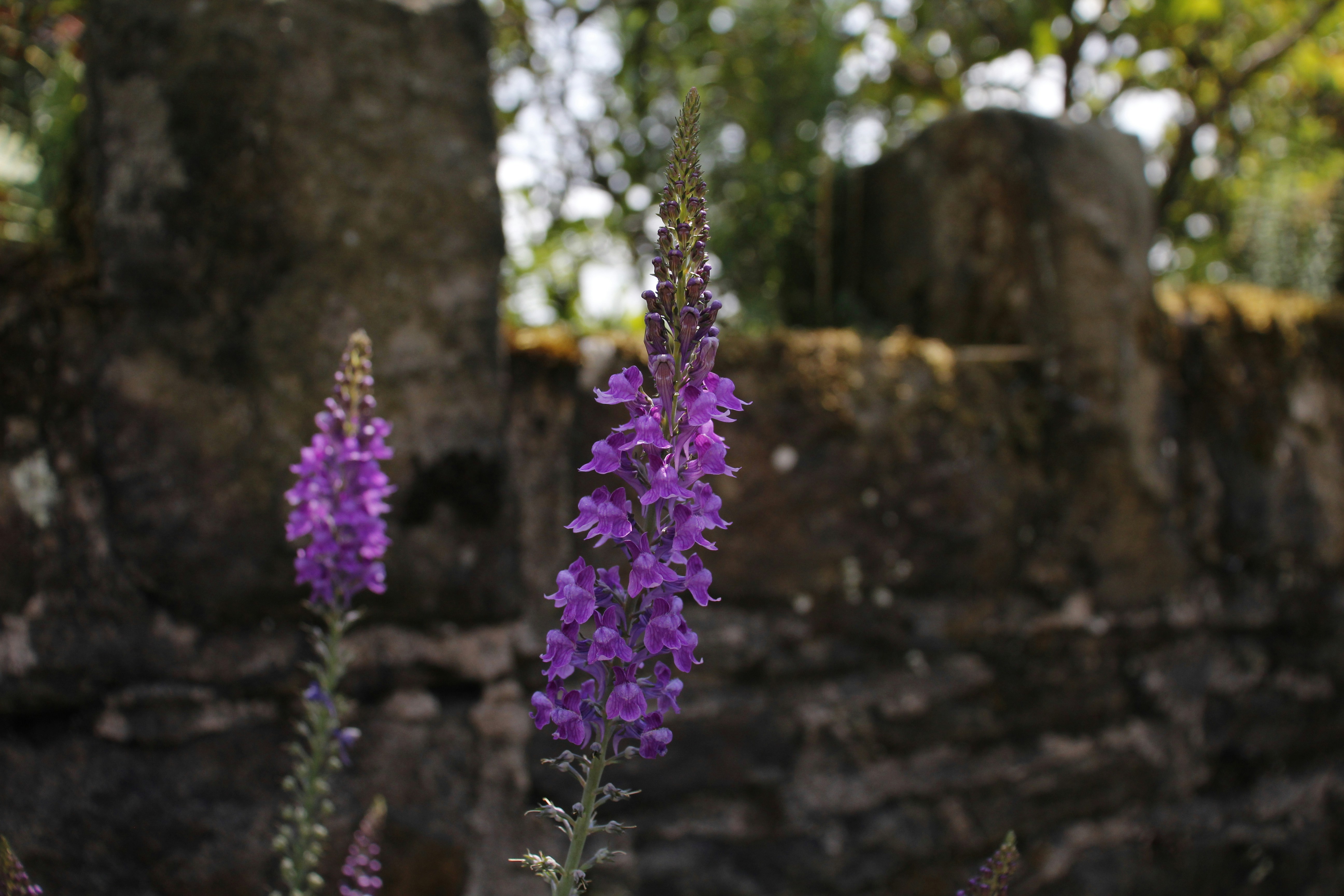 Purple Spikes in a Quiet Garden Wall