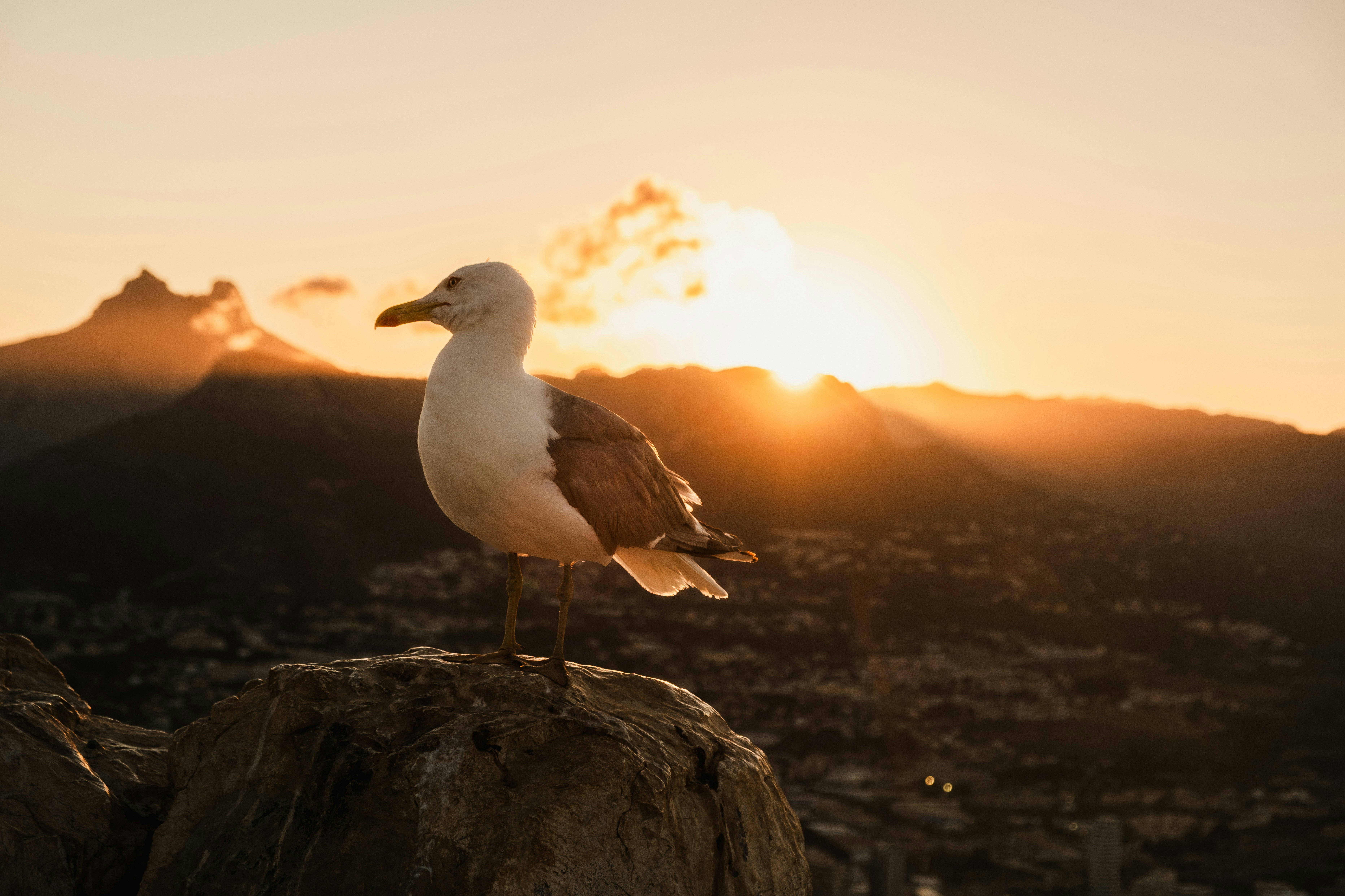 A seagull watches the sunset over the mountains.