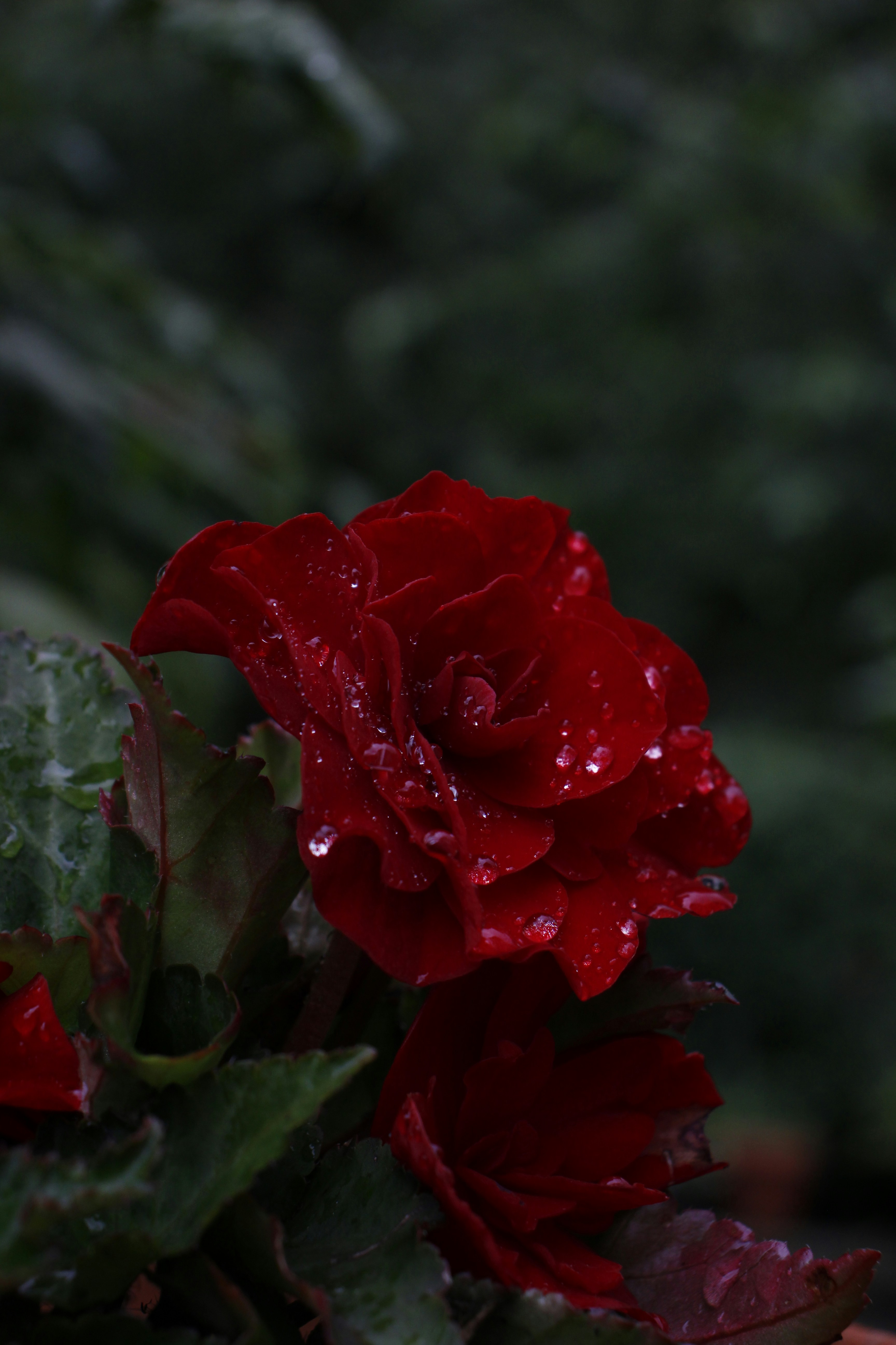 Vibrant red begonia flowers glisten with raindrops, surrounded by lush green foliage in a soft-focus background.