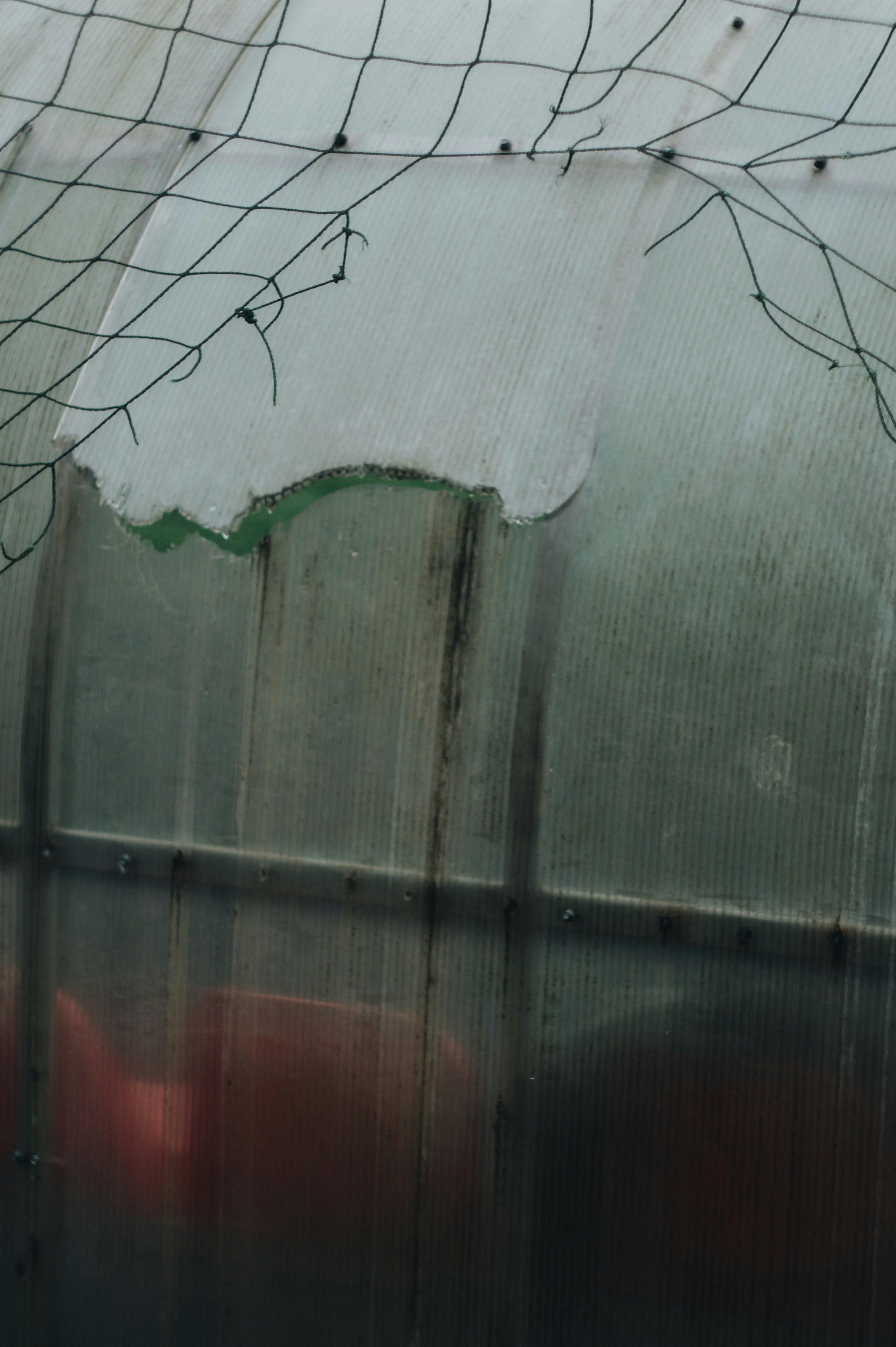 Torn greenhouse roof with netting overhead.