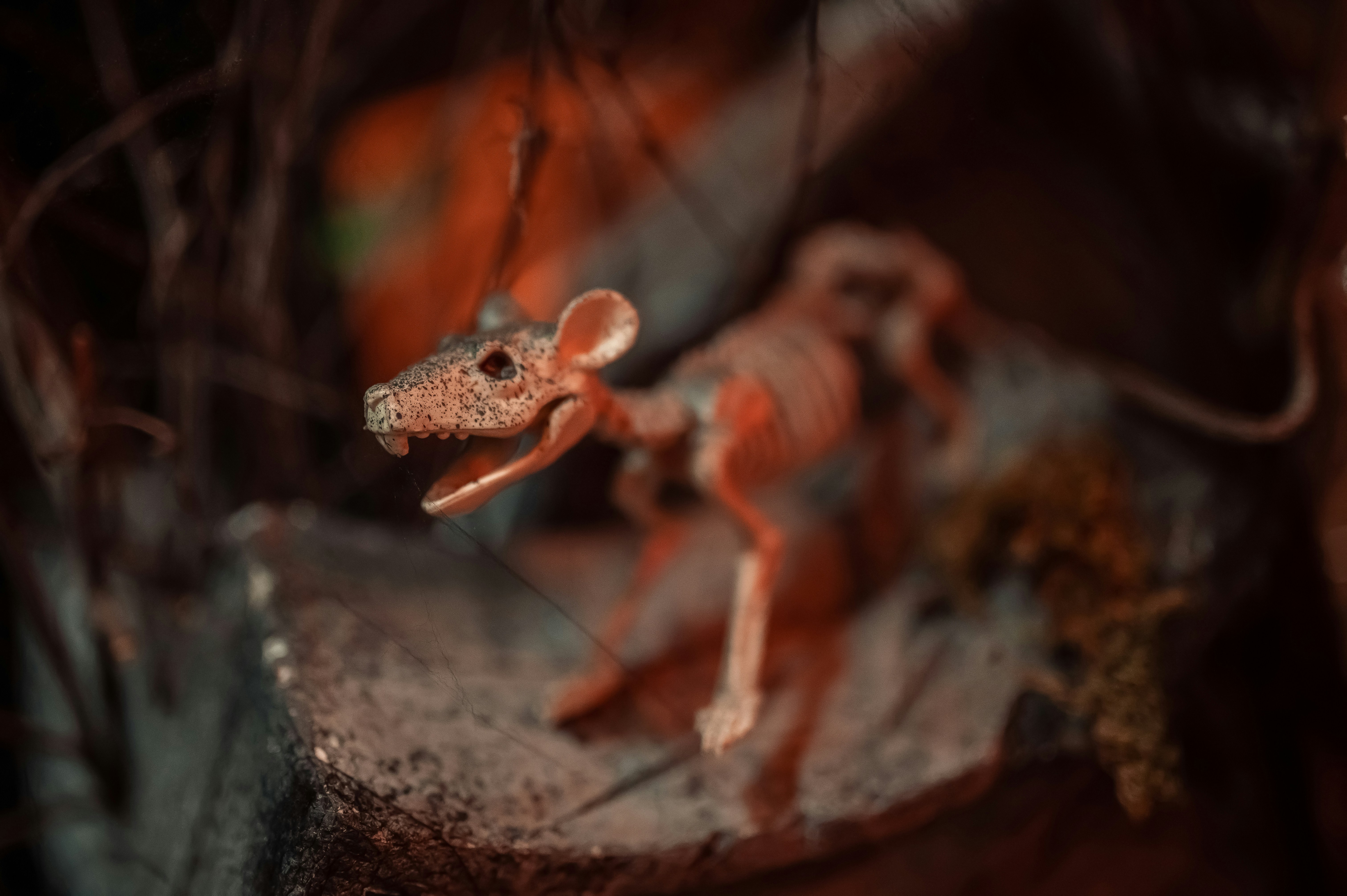 A rat skeleton rests on a textured surface.