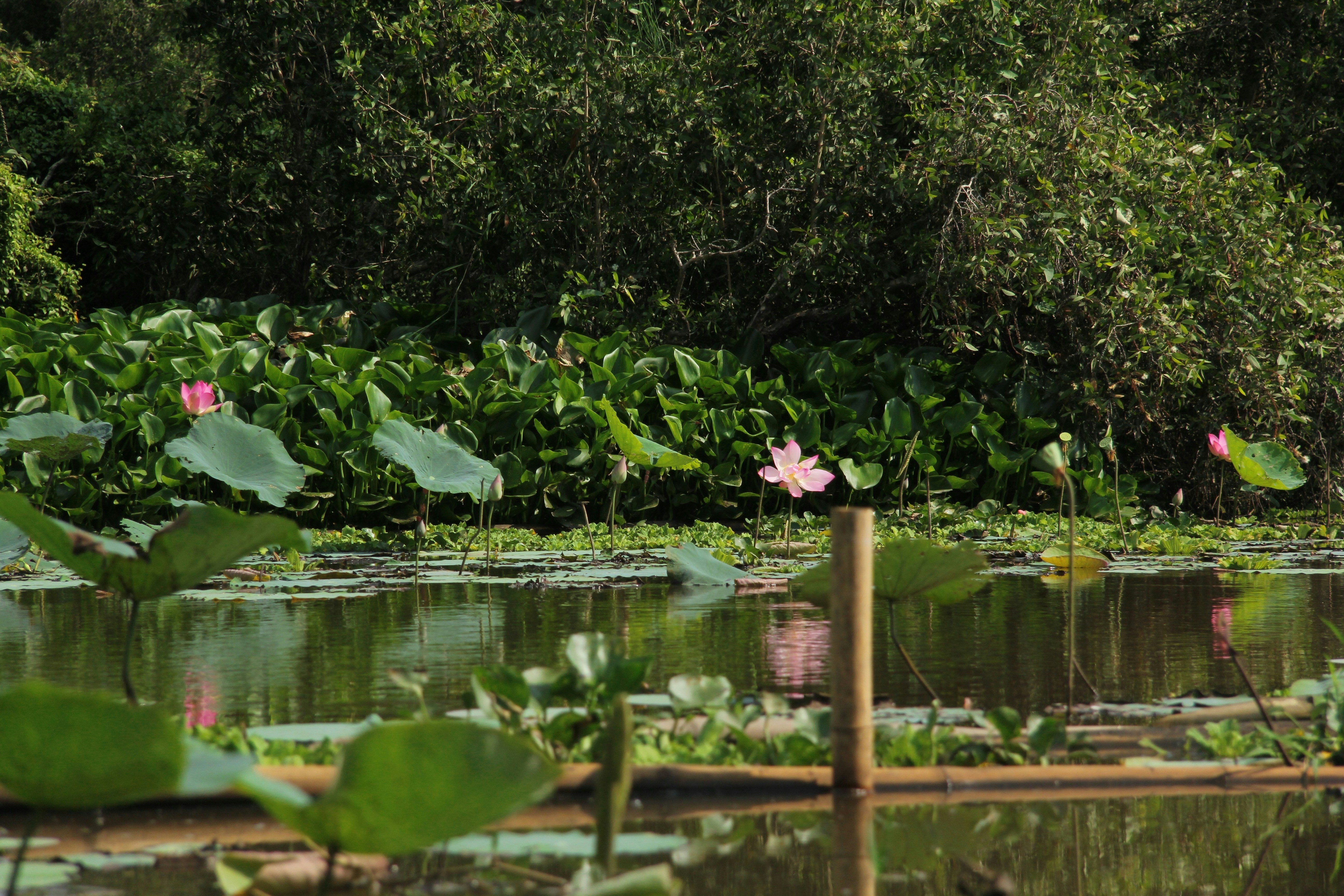 Lotus flowers bloom amidst lush green lily pads on a serene water surface, reflecting the surrounding foliage.