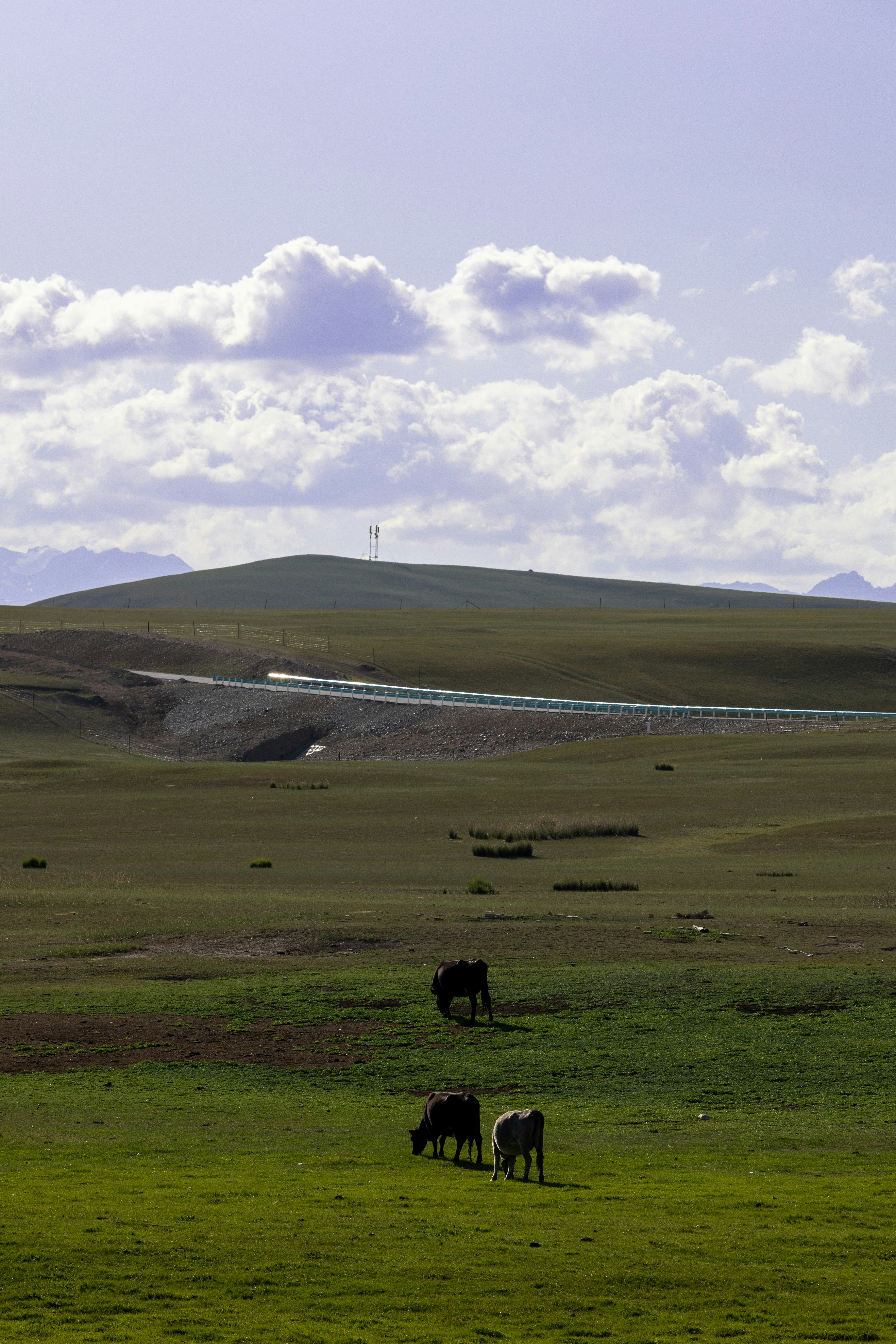 Cattle on a windswept plateau beneath a quilted sky