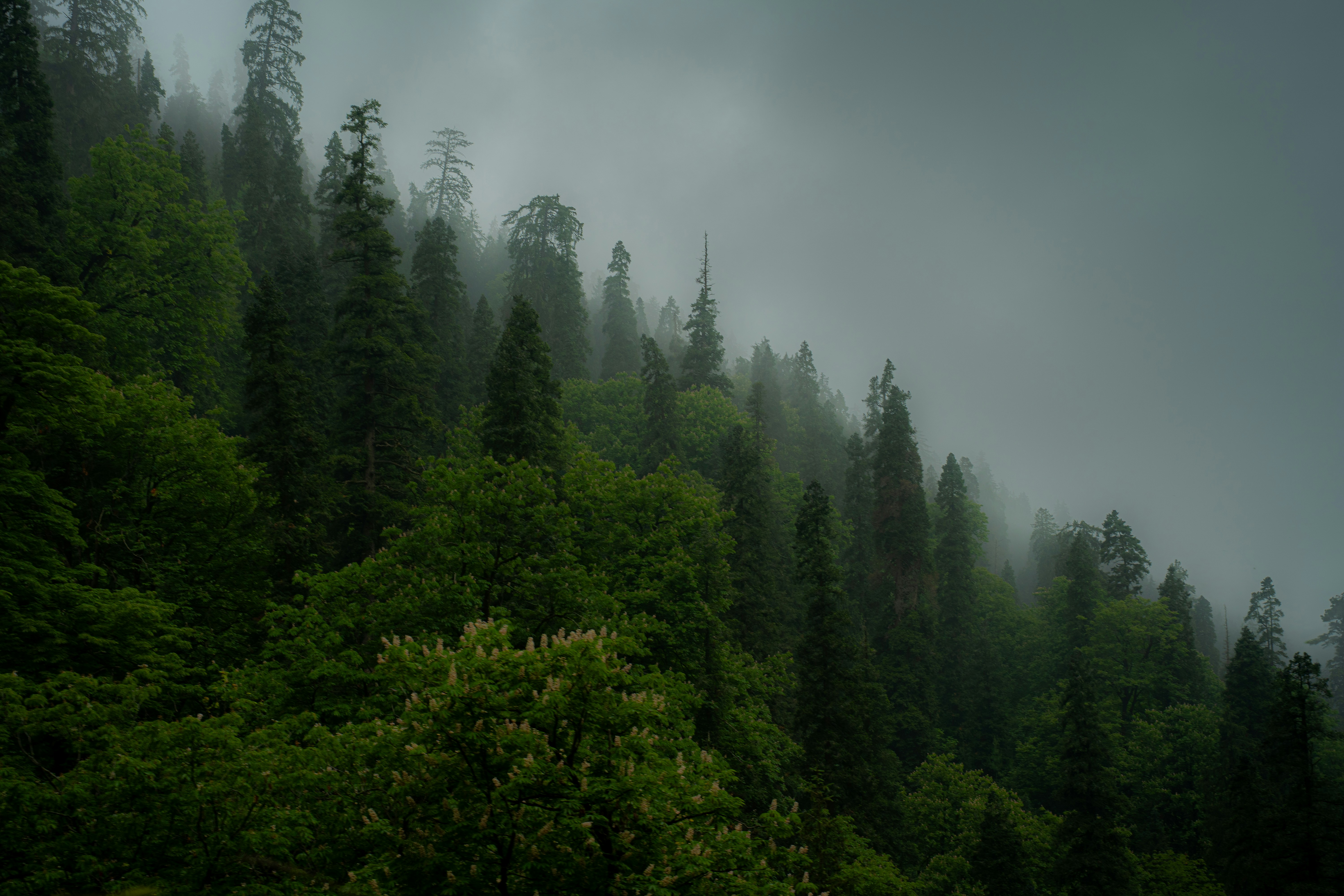 Whispers of the Misty Forest