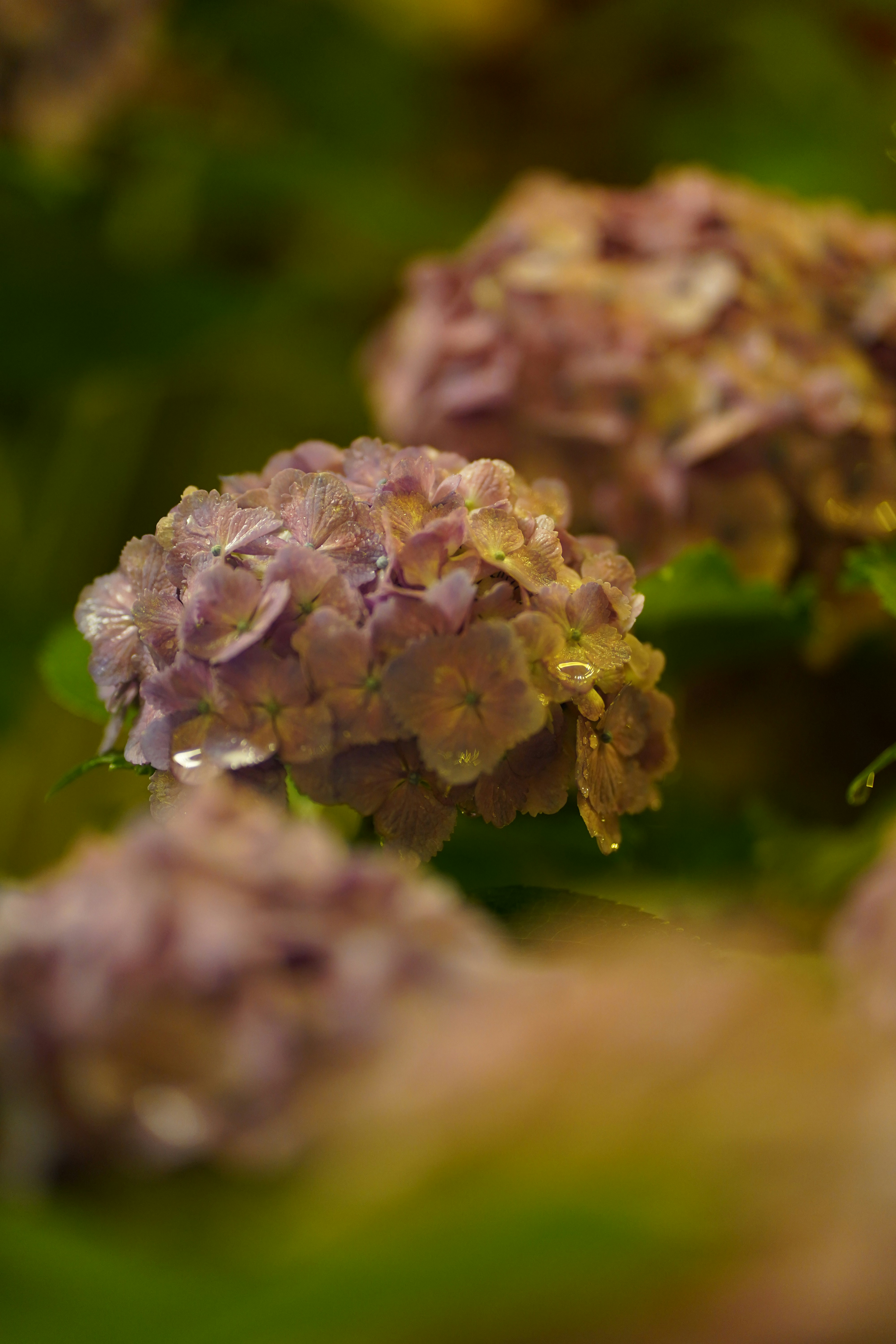 Whispers of Nature: The Delicate Dance of Hydrangeas