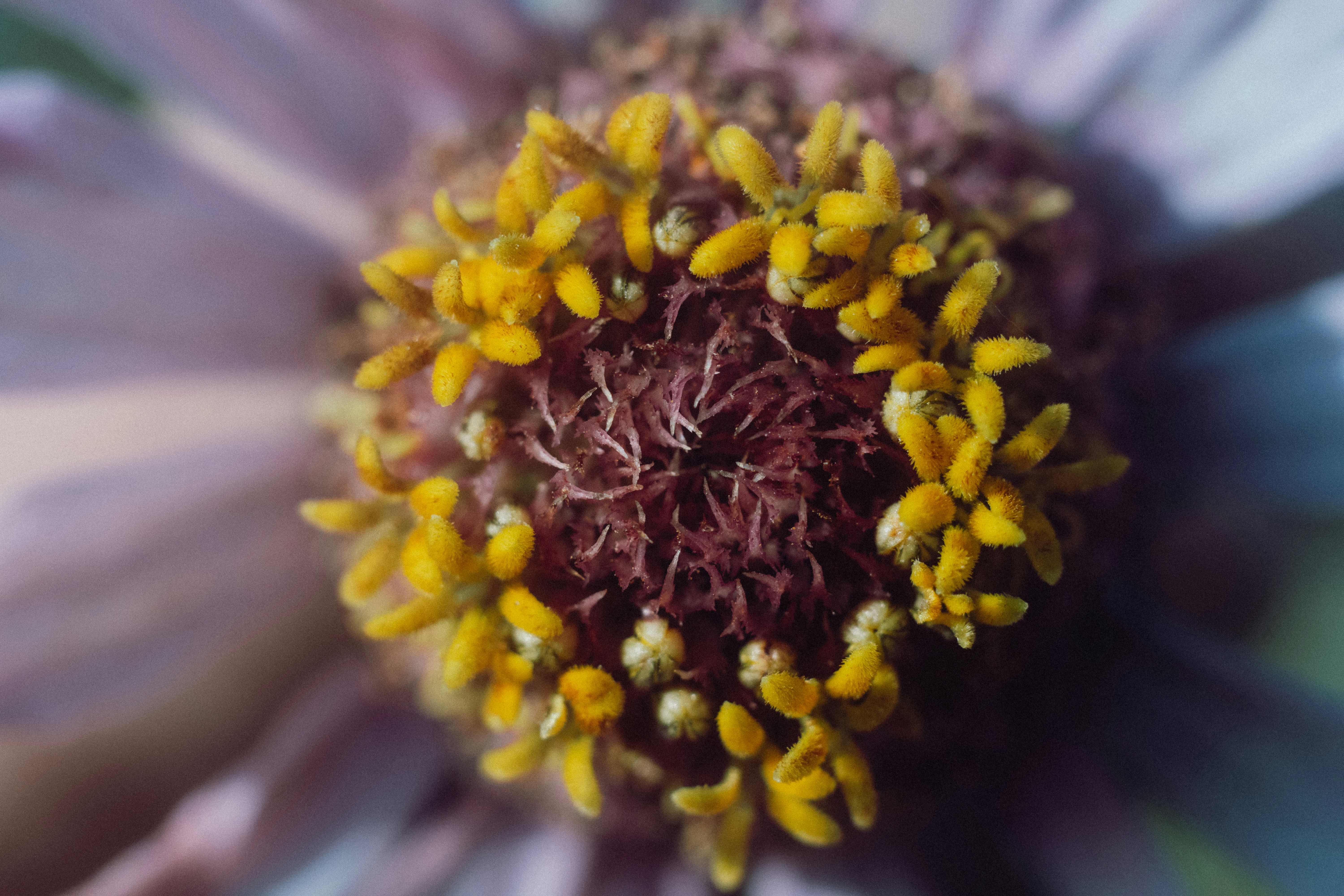 The Golden Heart of Nature's Bloom