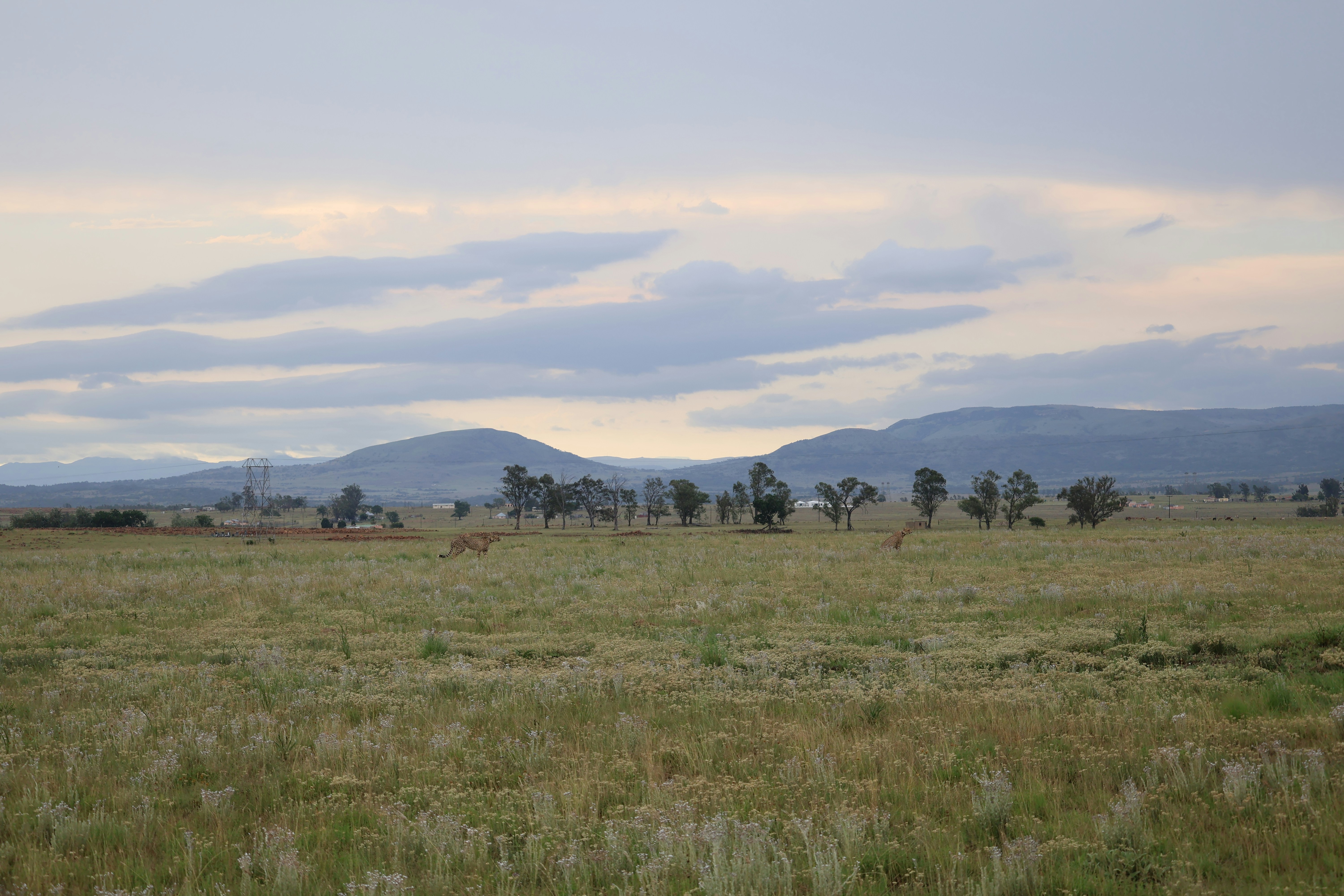 Can you spot the cheetahs?! | A grassy field with mountains under a cloudy sky.