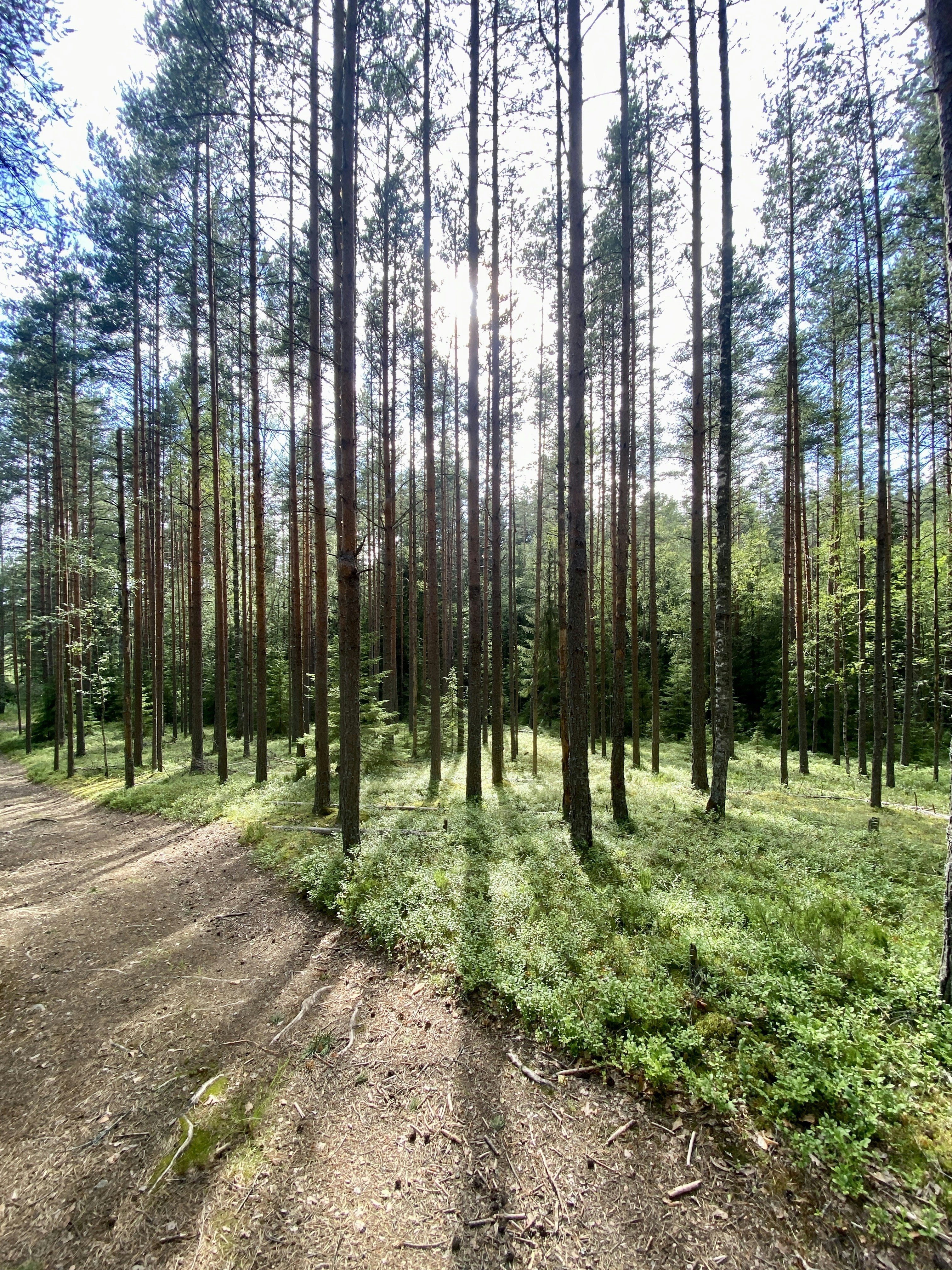 Sunlight filters through tall pine trees, casting intricate shadows on a forest path, inviting exploration and tranquility.