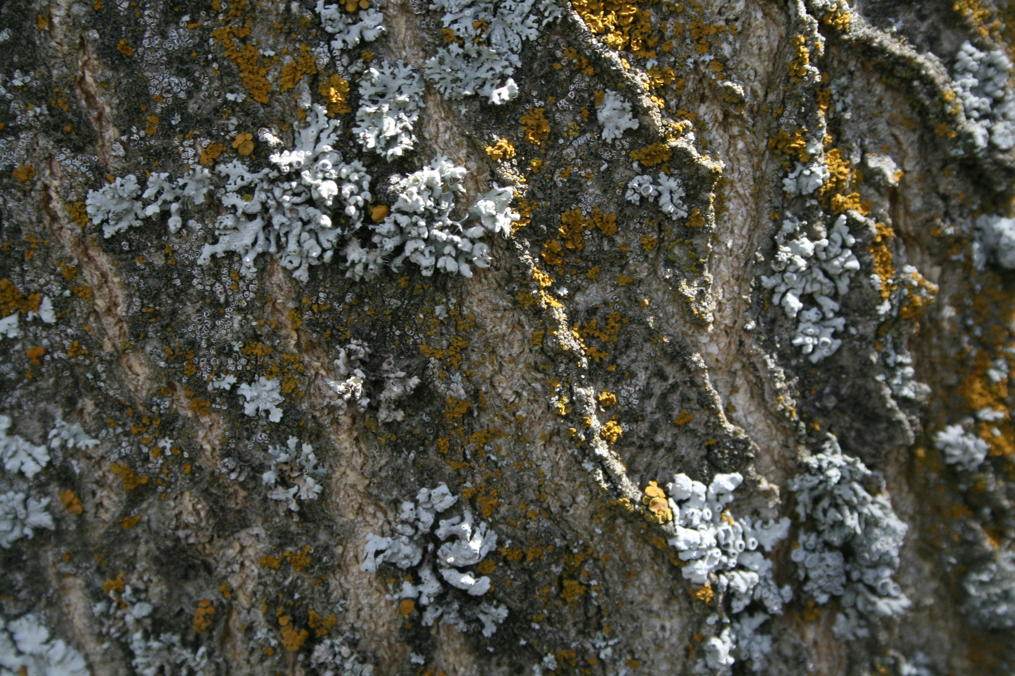 Tree bark covered with lichen.