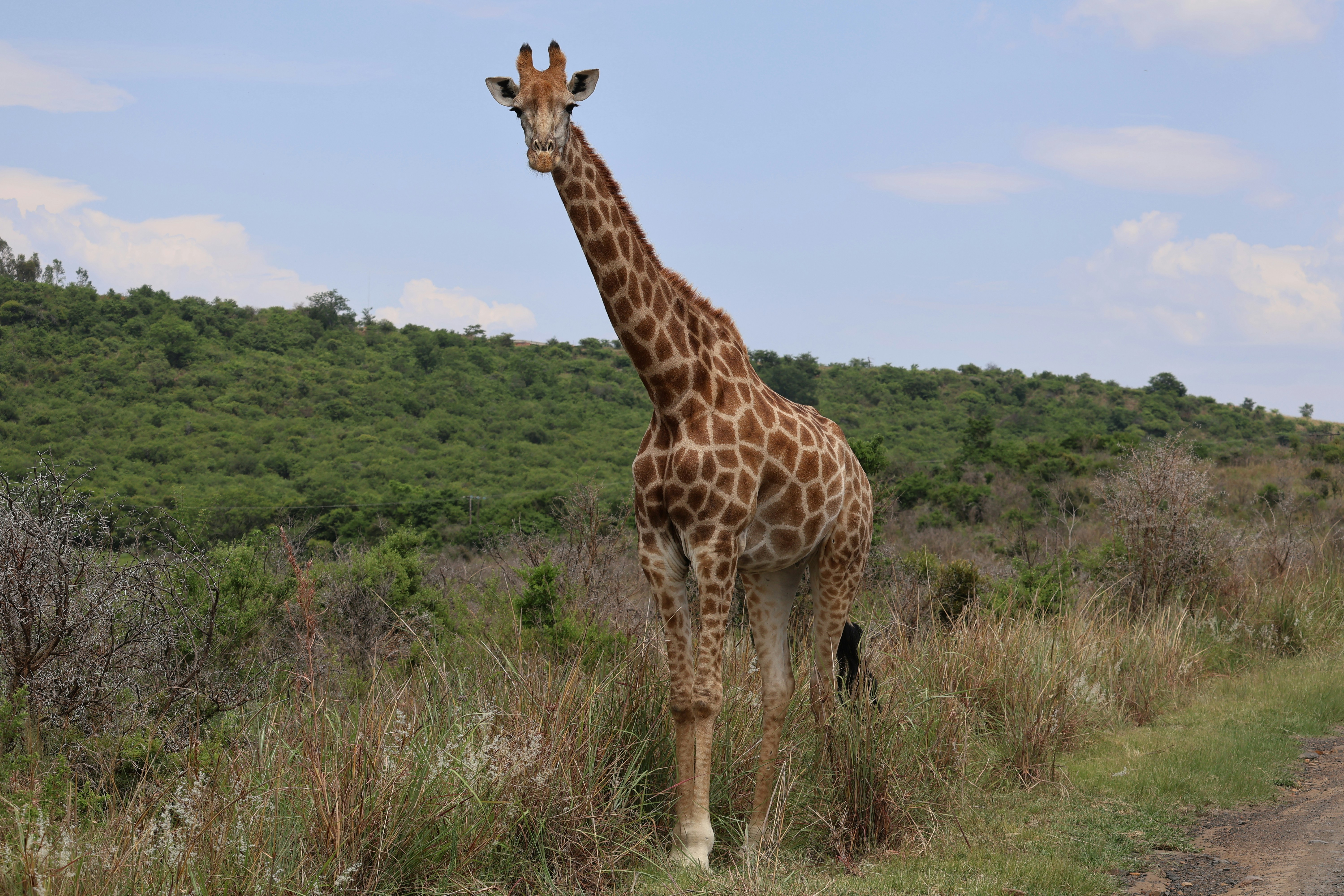 The Gentle Giant Amidst the Savanna
