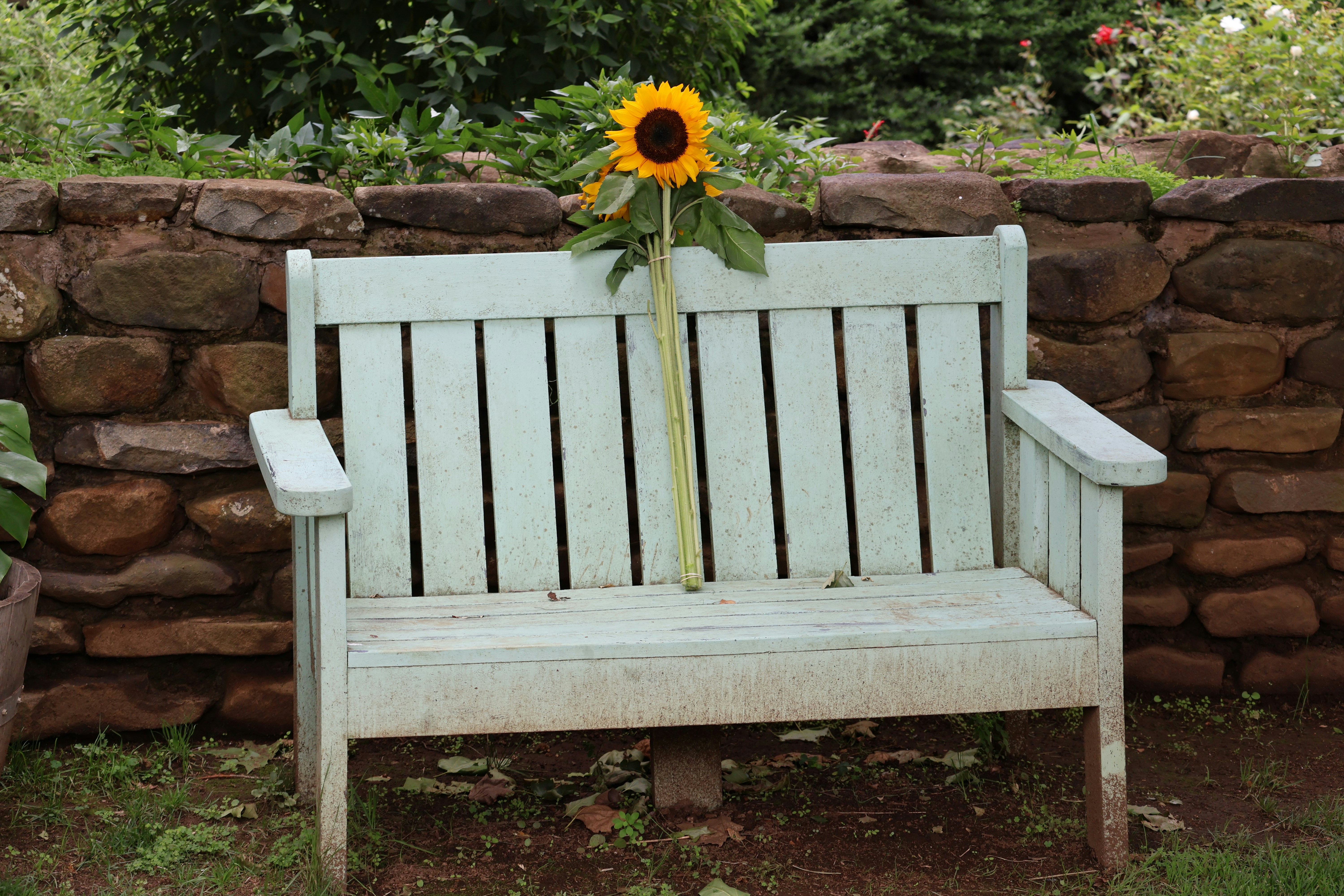 Sunflower stands on a weathered bench.