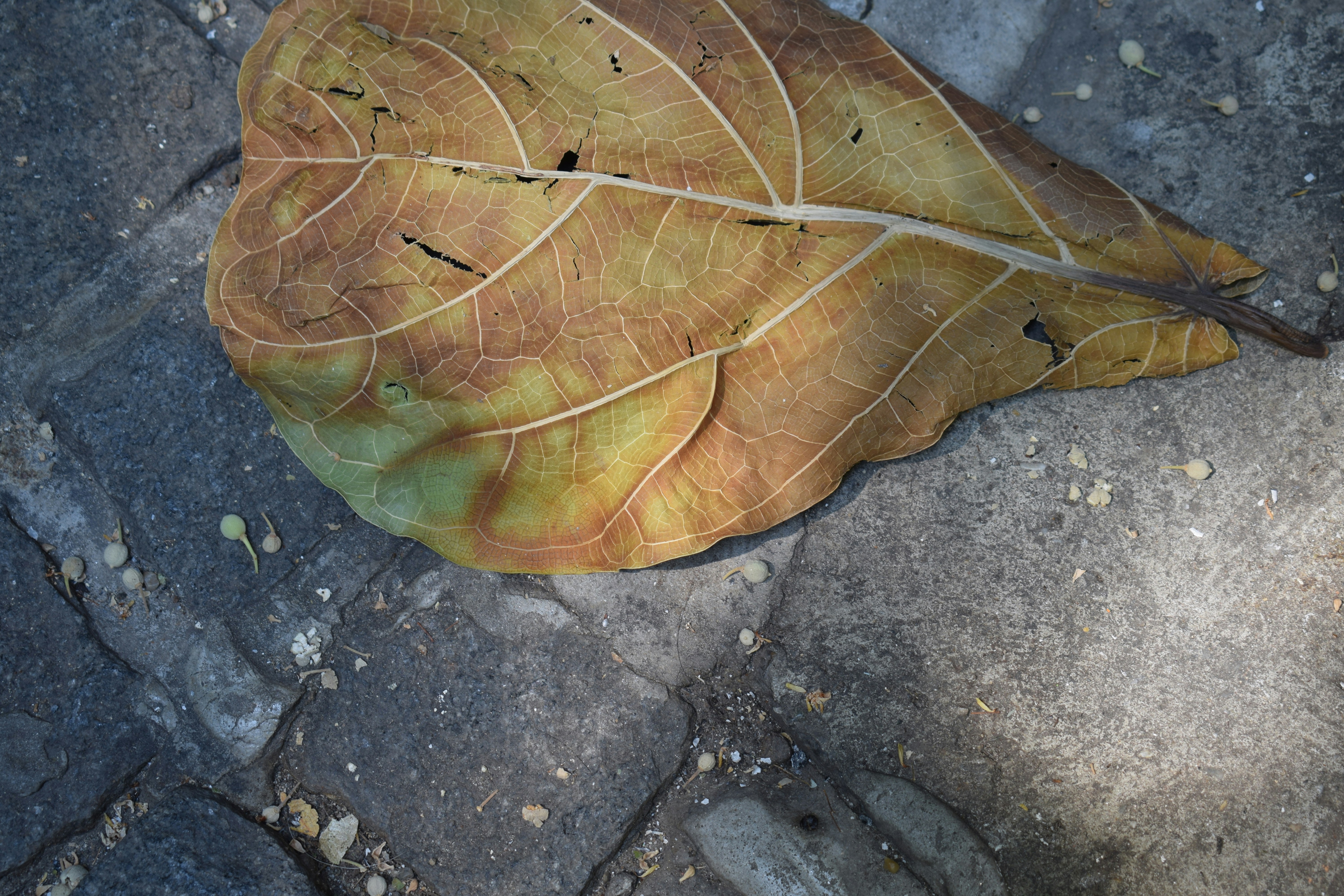 Nature's Palette: The Art of Decay