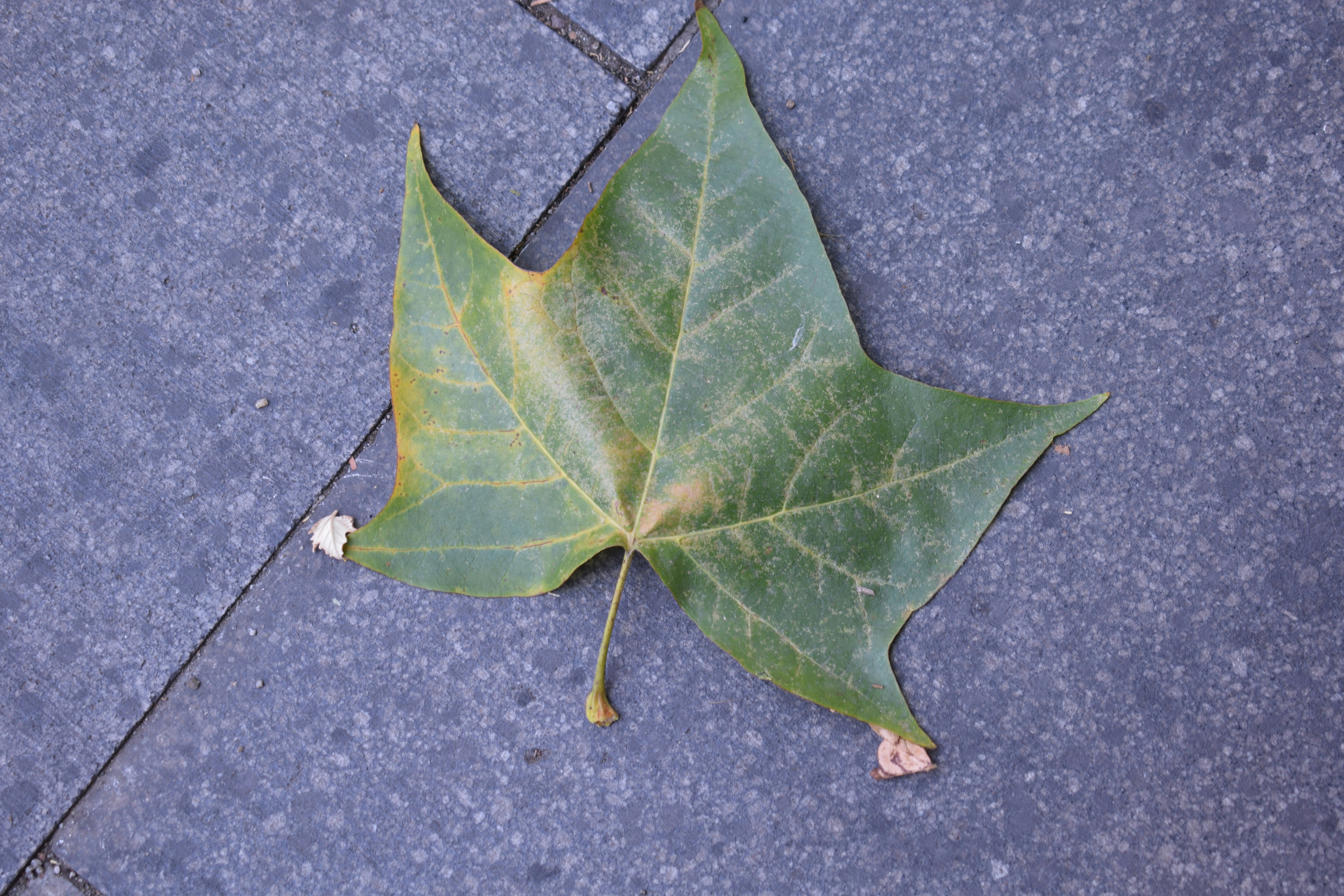 A fallen leaf rests on a stone surface.