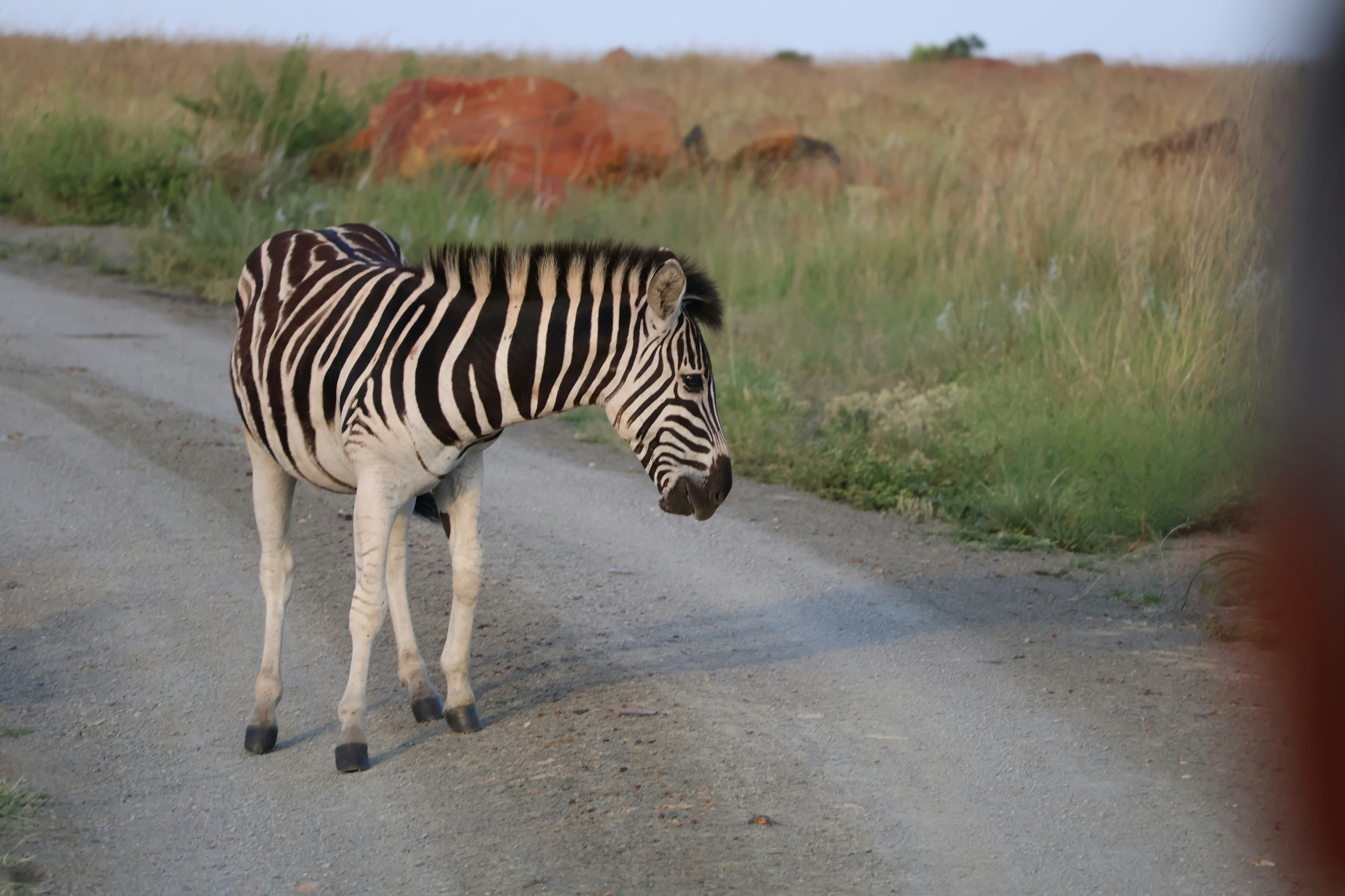 Zebra's Solitary Stroll on a Dusty Path