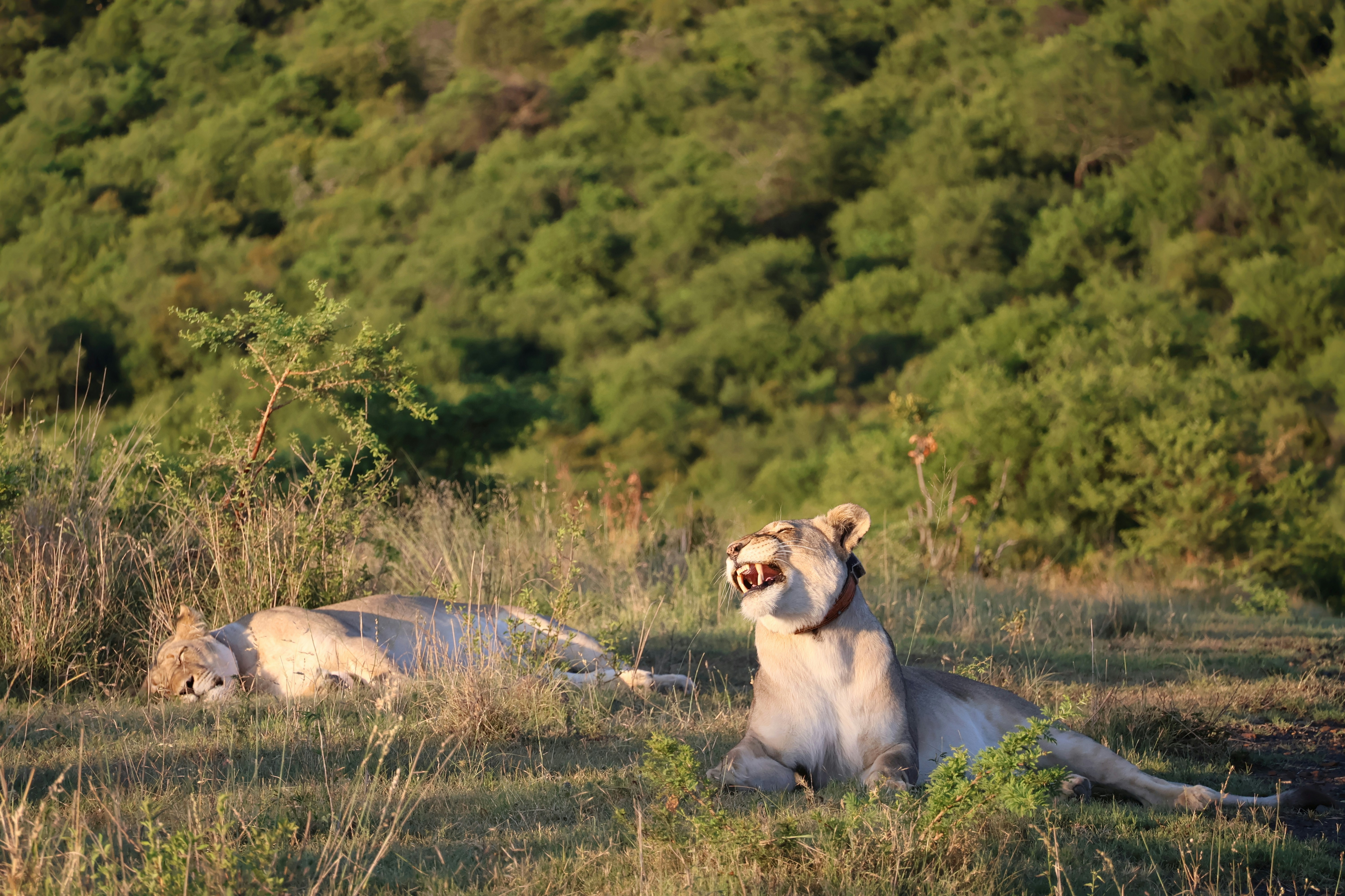 A lioness vocalizing while another rests nearby in a lush green landscape. The scene captures the tranquility and raw beauty of wildlife.