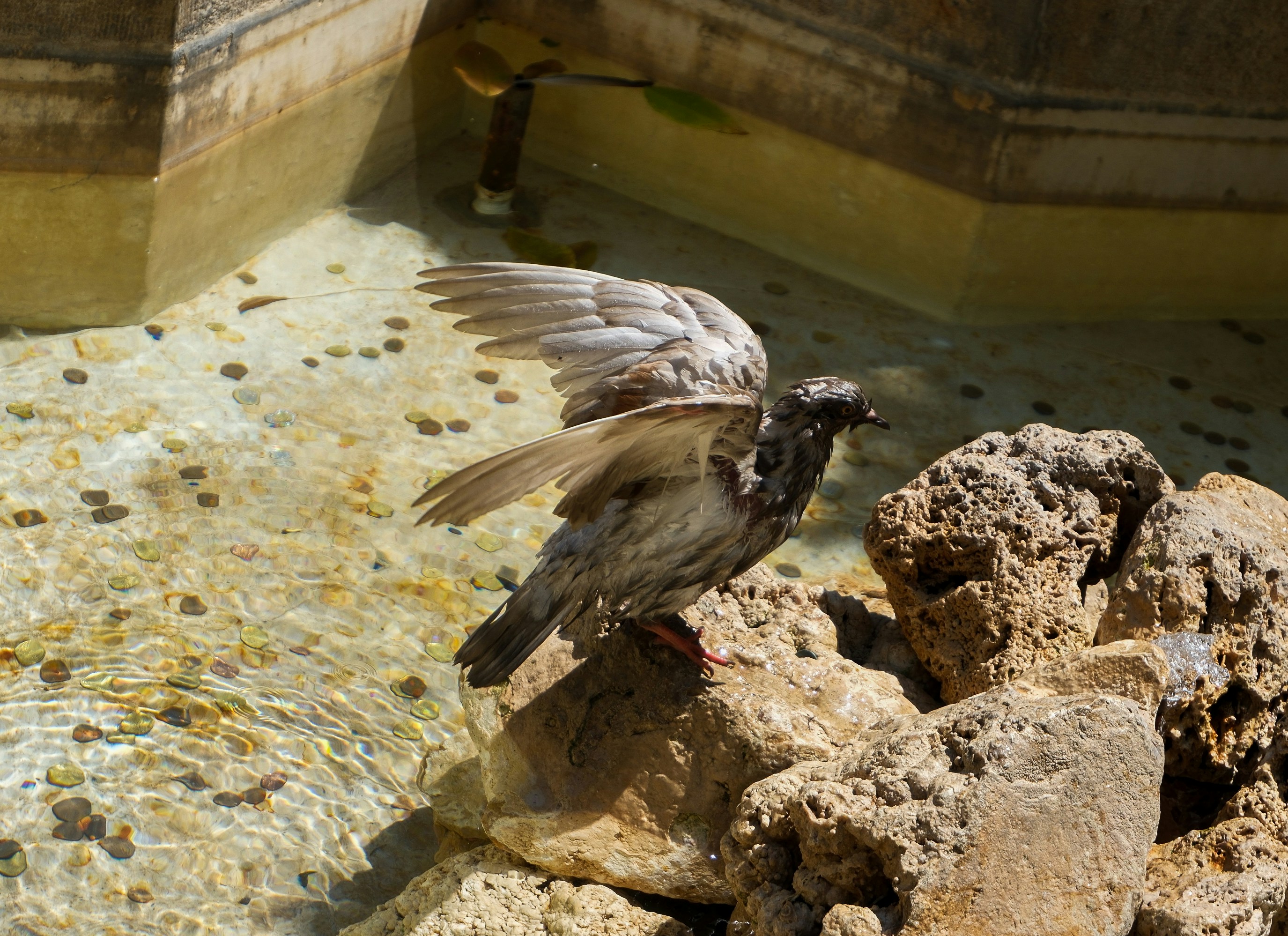 A Feathered Sentinel by the Water