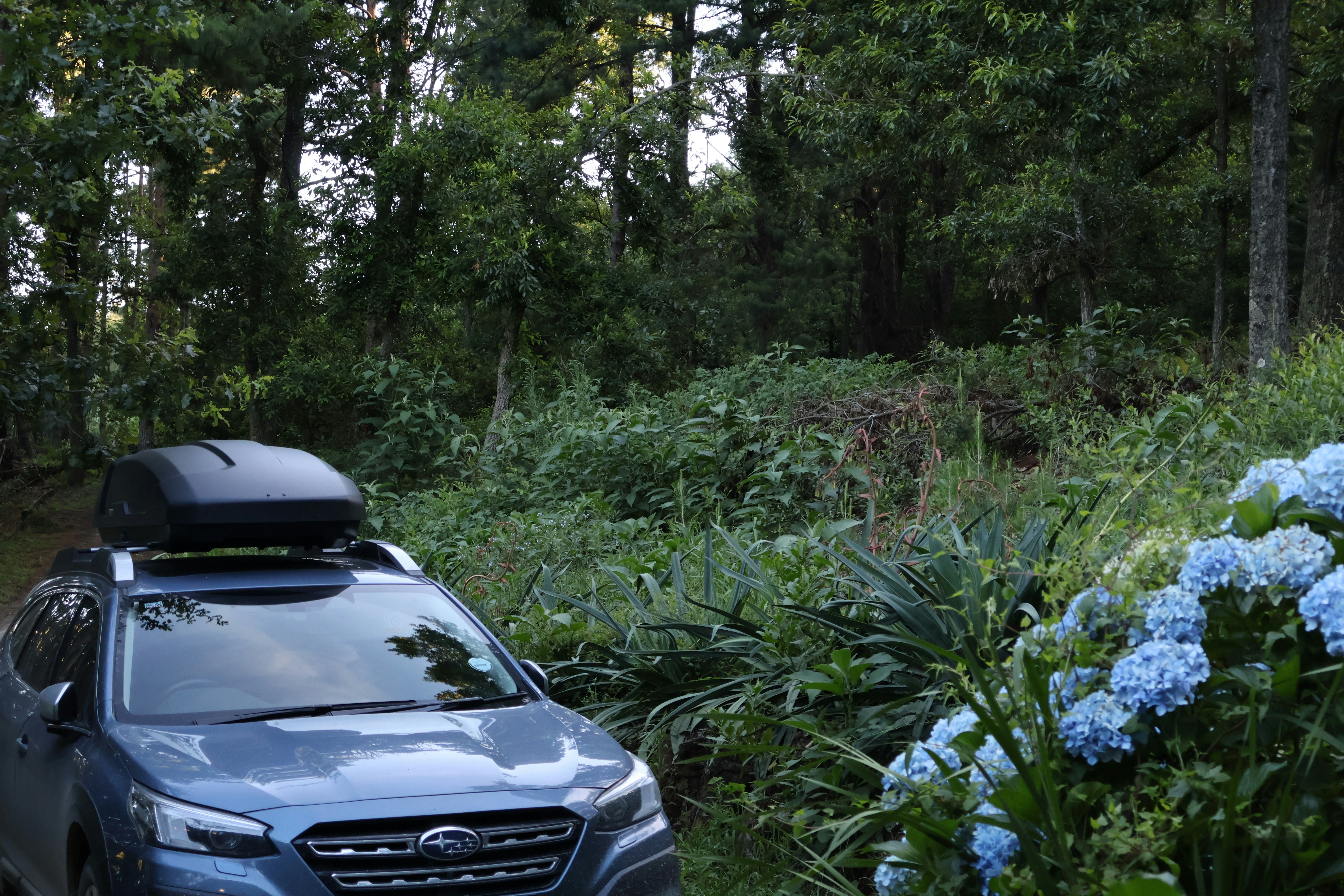 Forest Edge Stopover: Silver SUV Framed by Blue Hydrangeas