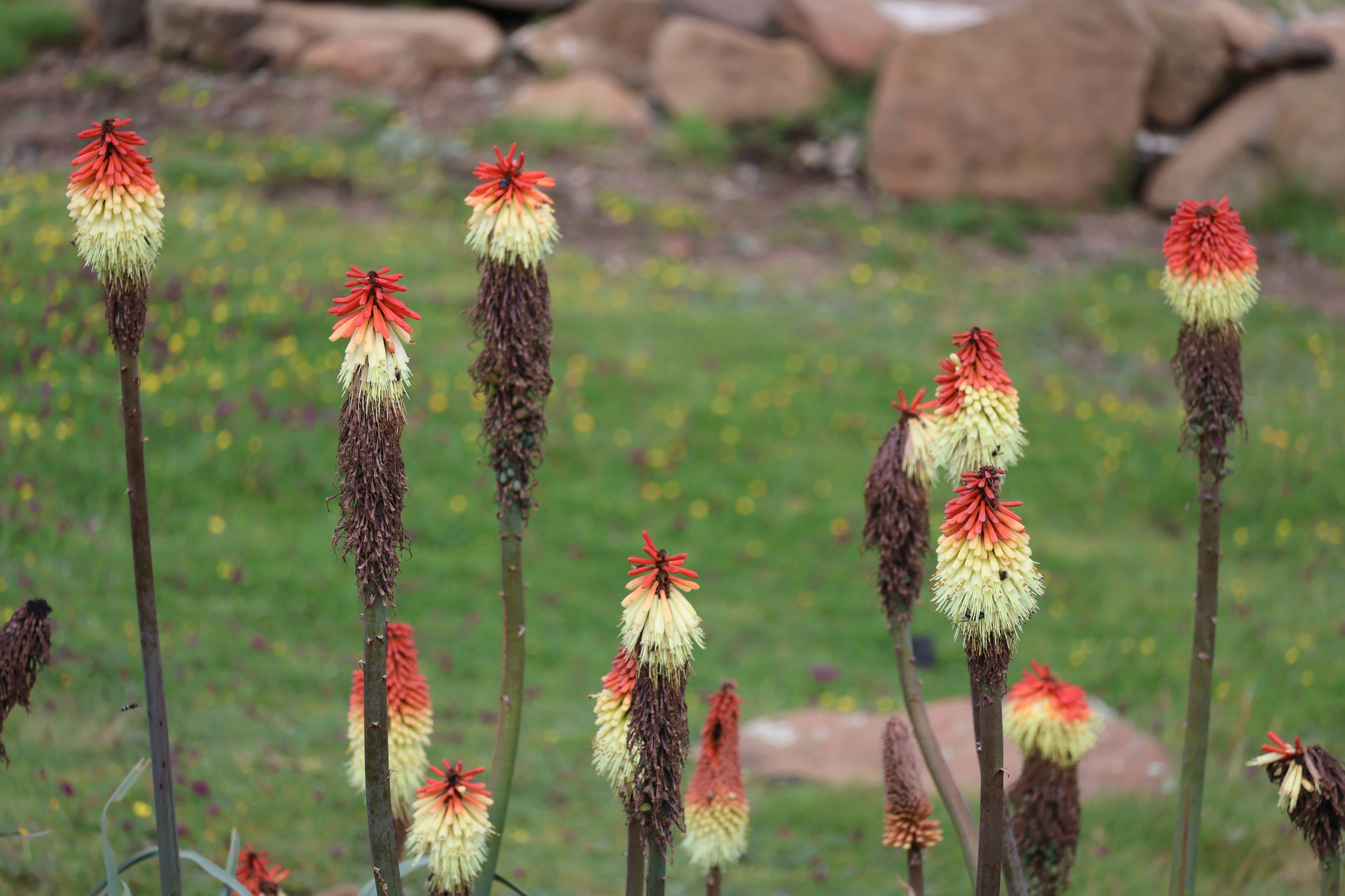 Red-tipped Signals: A Stalk Garden in Quiet Bloom