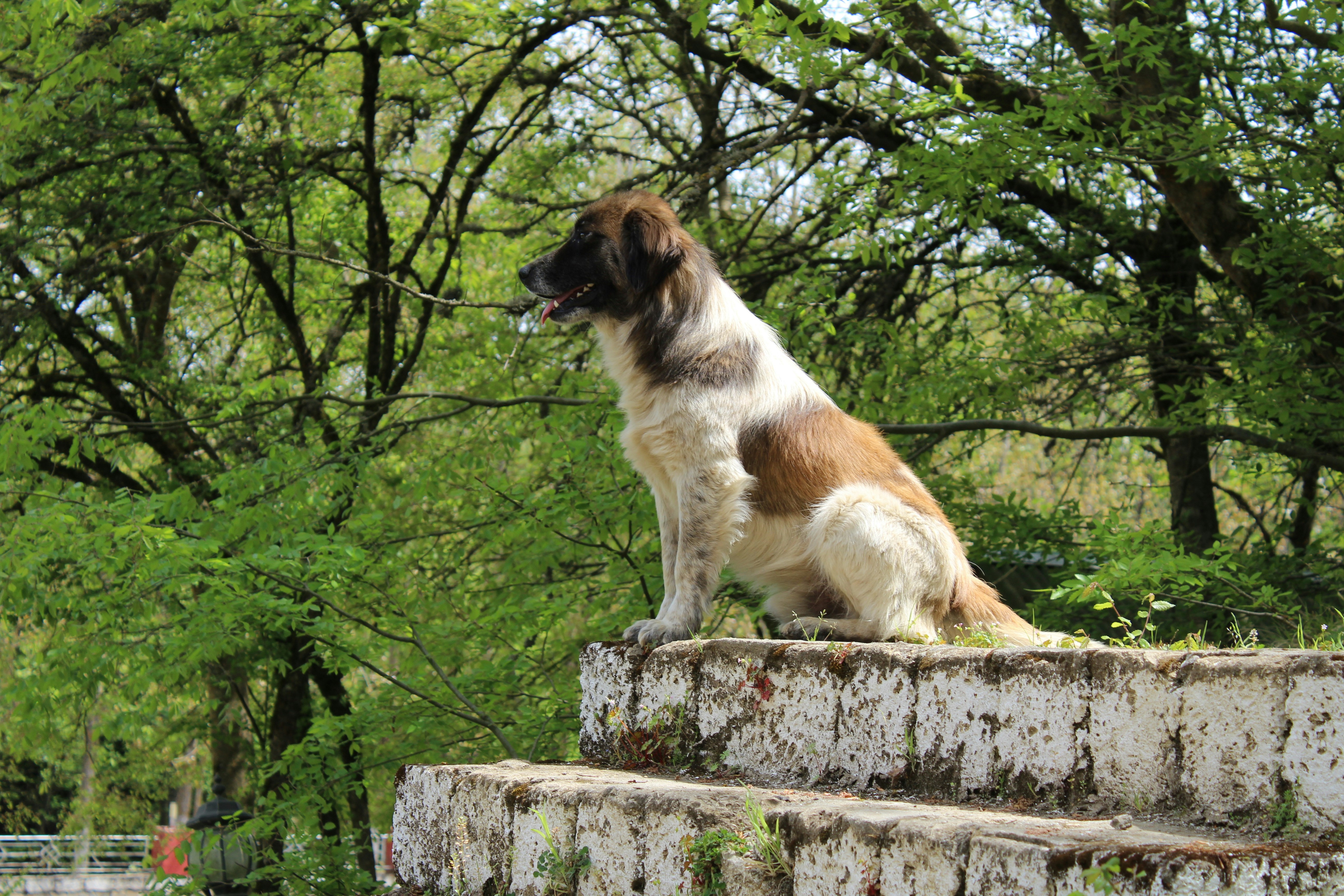 A dog perched on stone steps, surveying a lush green landscape. The scene captures a moment of tranquility and alertness.