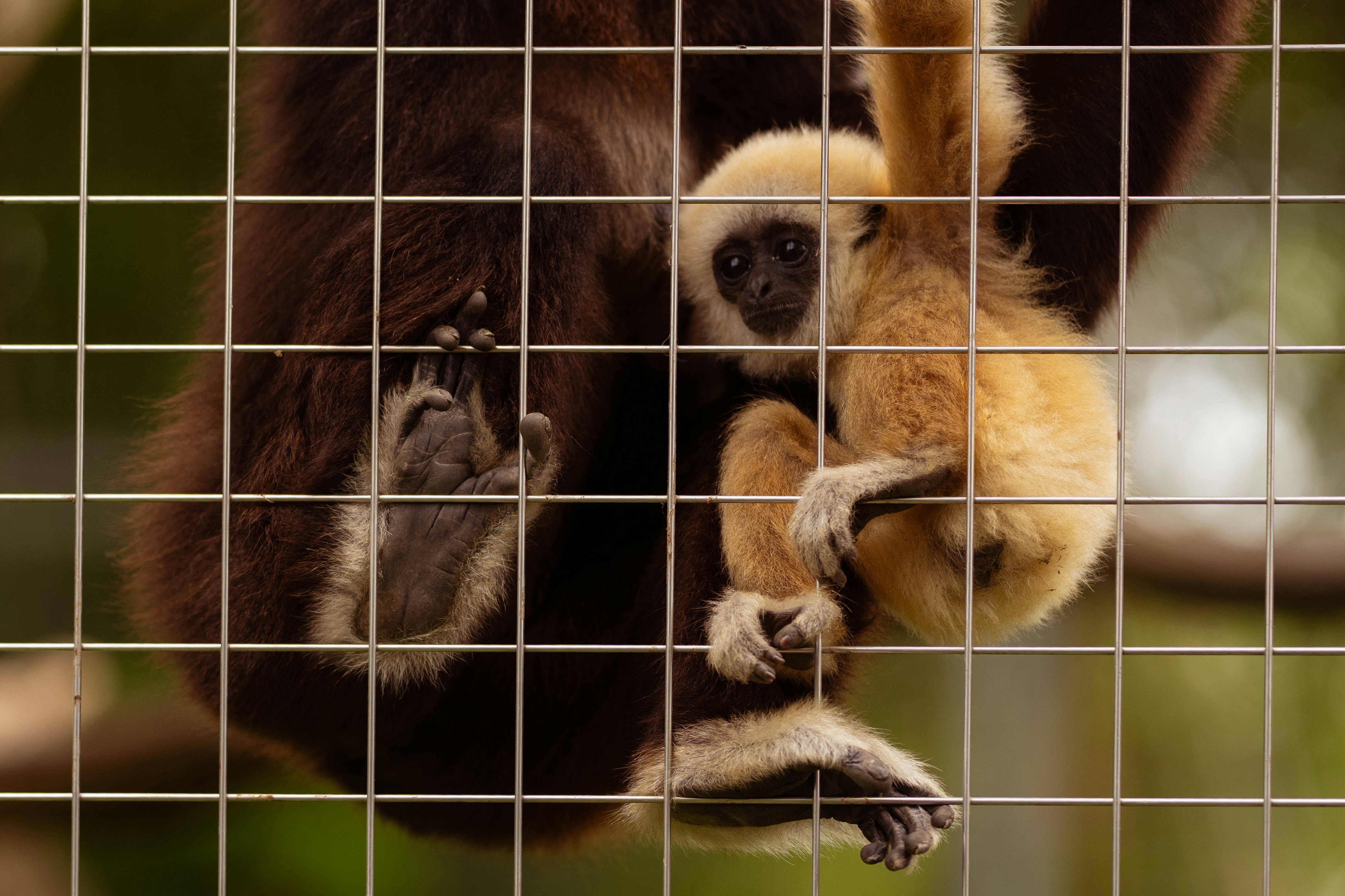 A baby gibbon monkey clings to its mother. photo – Free Animal Image on ...