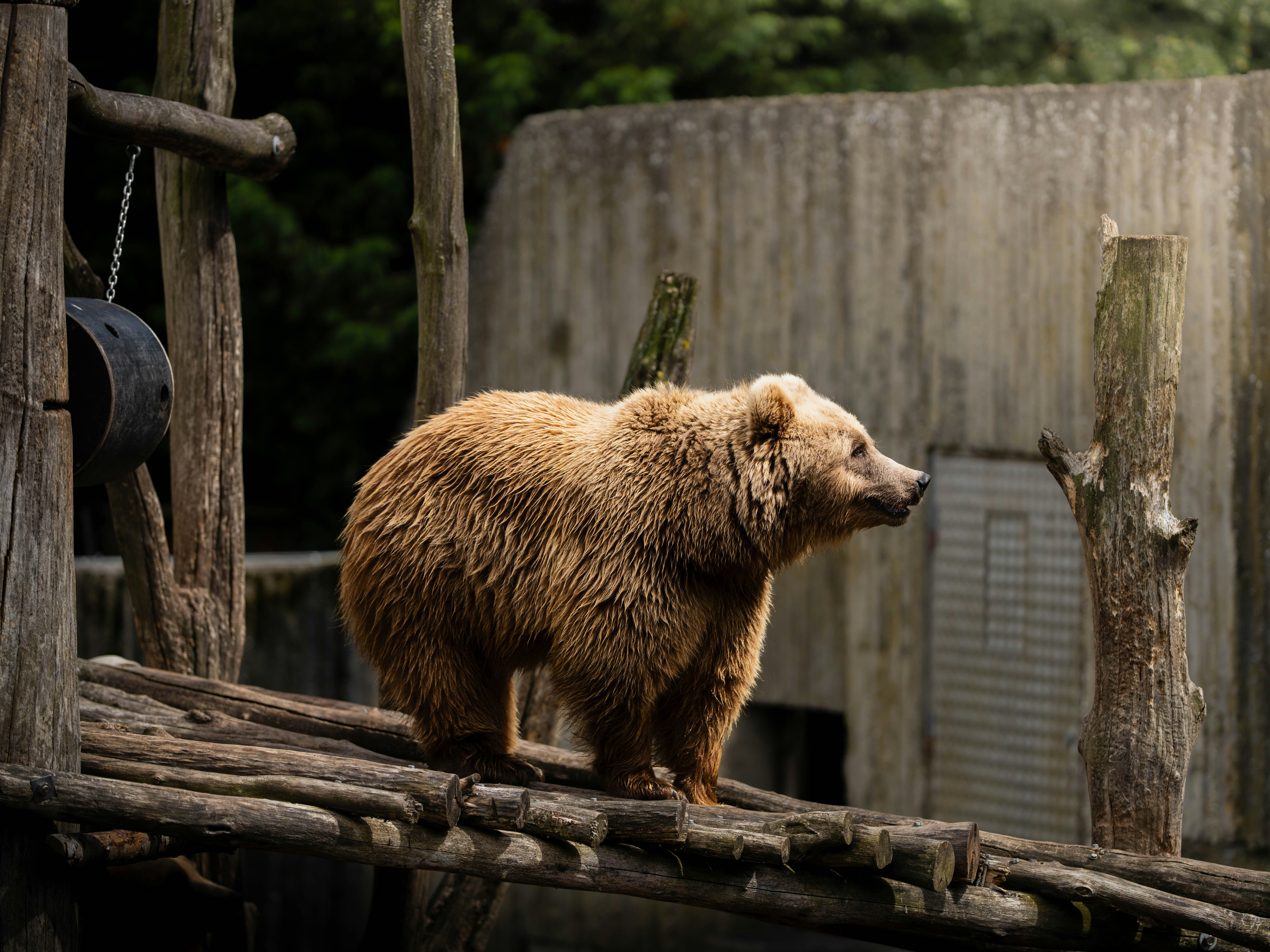 Platform Perimeter Wanderer: A Brown Bear on the Aged Log