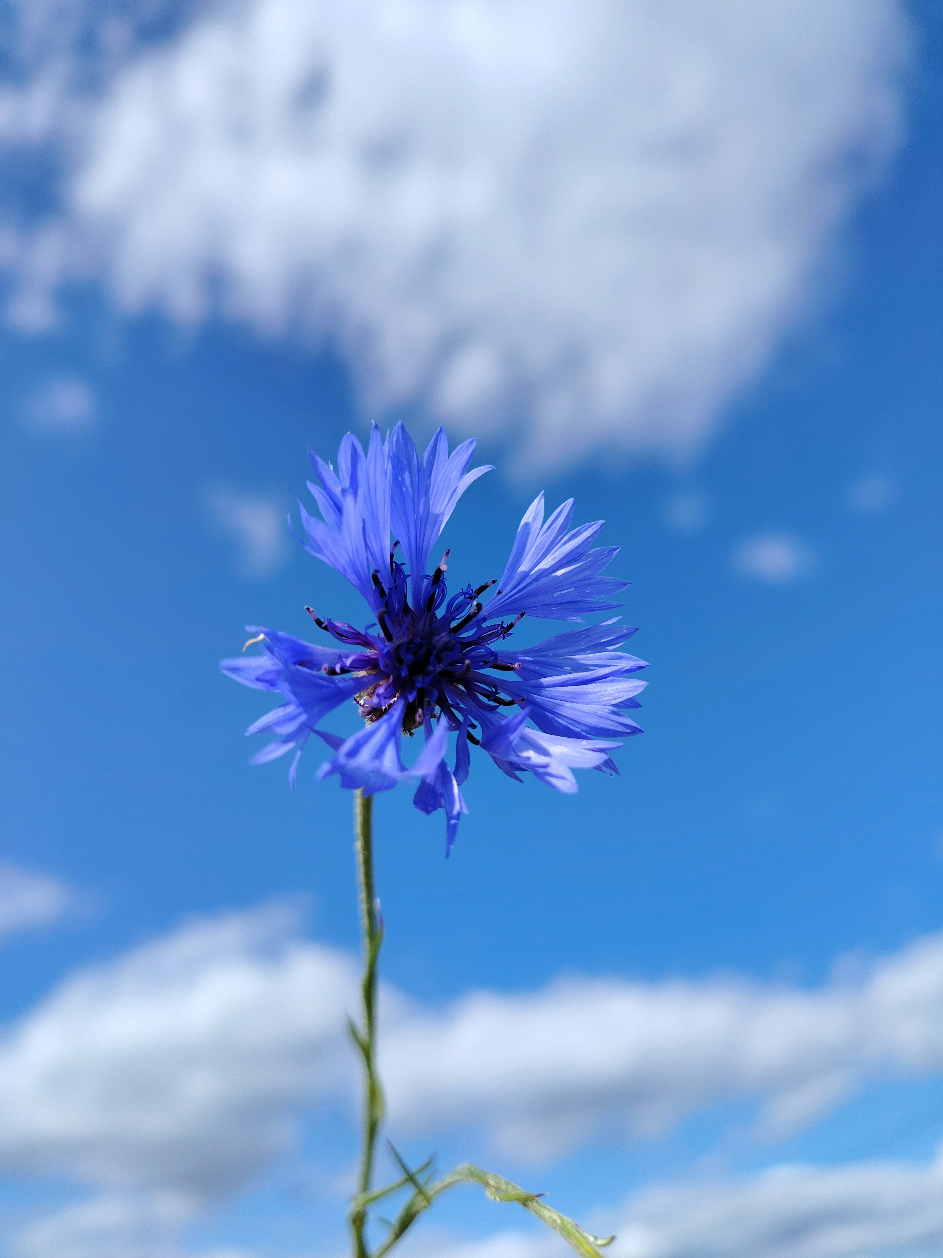 A single vivid blue cornflower stands tall against a bright blue sky with soft clouds, isolated on a slender stem.