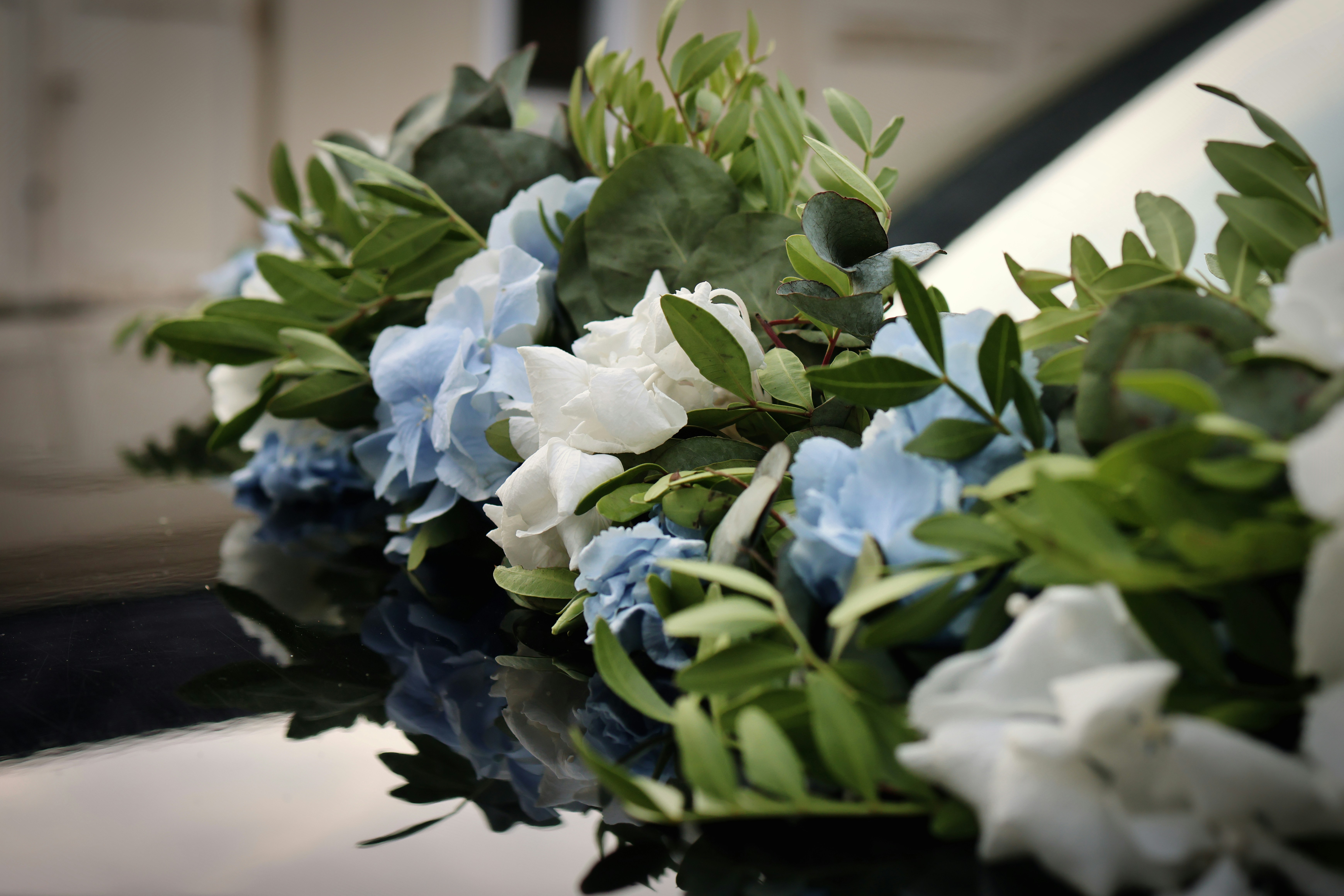 Blue-White Hydrangea Reverie on a Glossy Surface