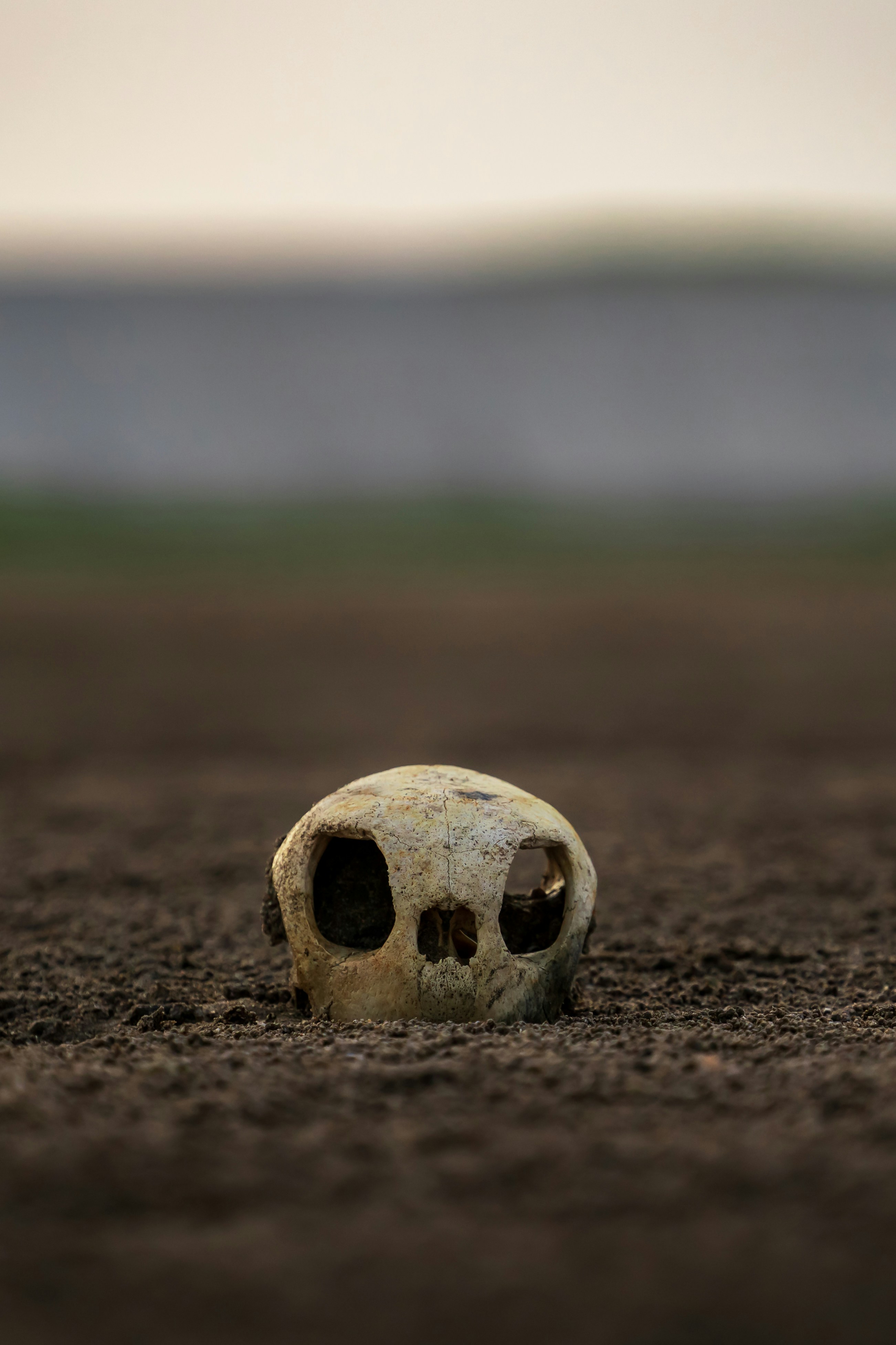 Echoes of the Past: A Skull's Silent Story