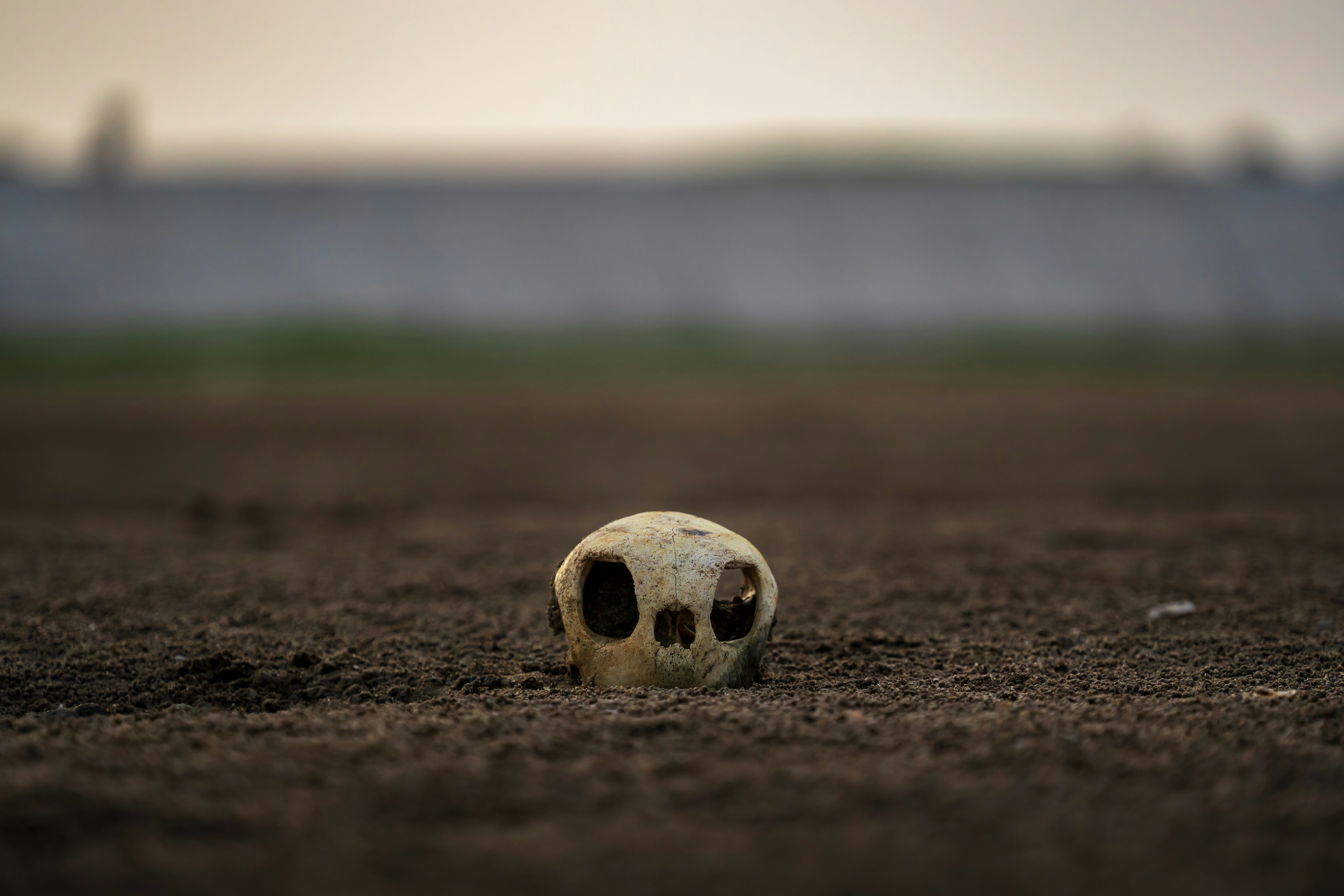 Echoes of the Past: A Skull in the Earth