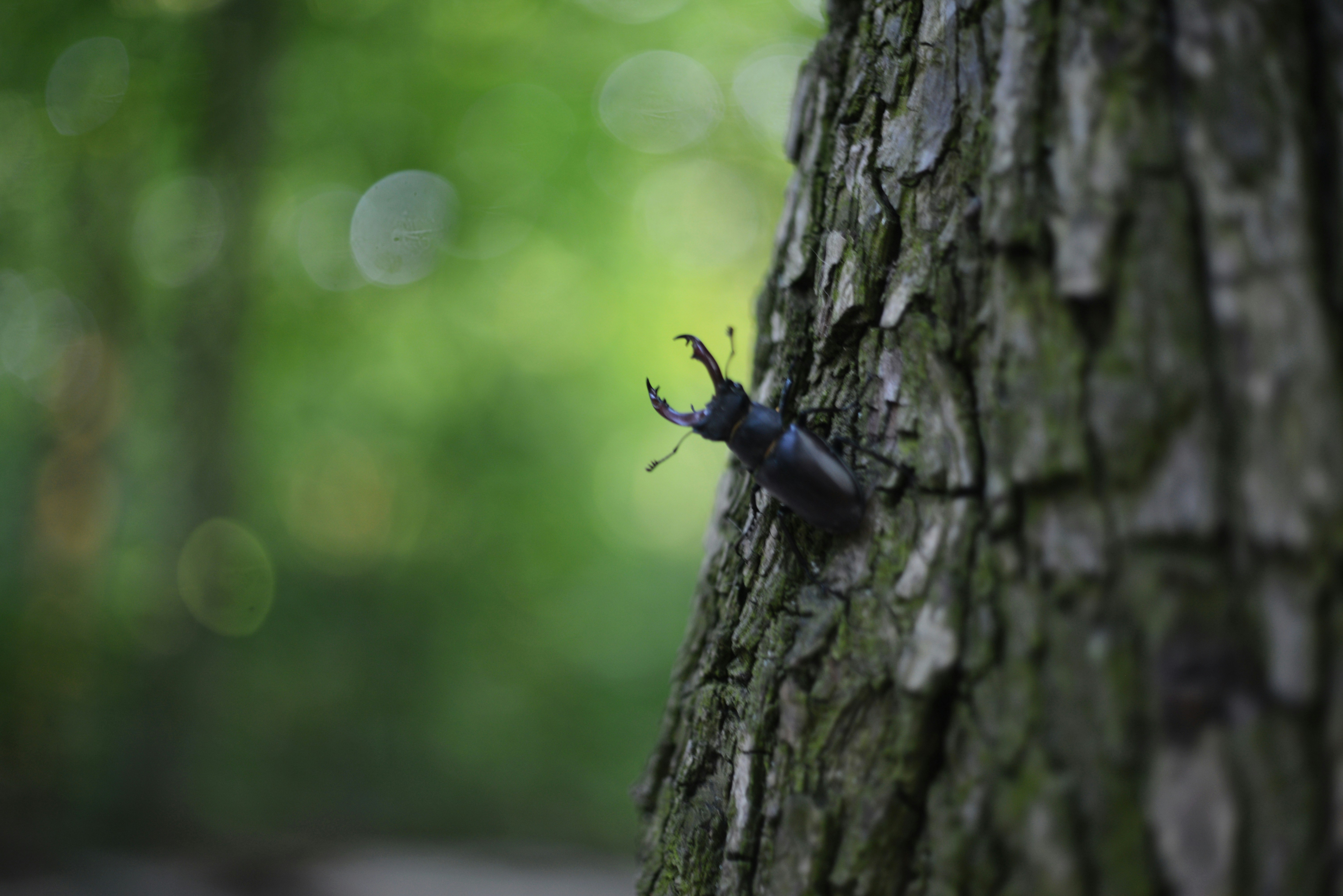 Nature's Tiny Titan: The Stag Beetle in Focus