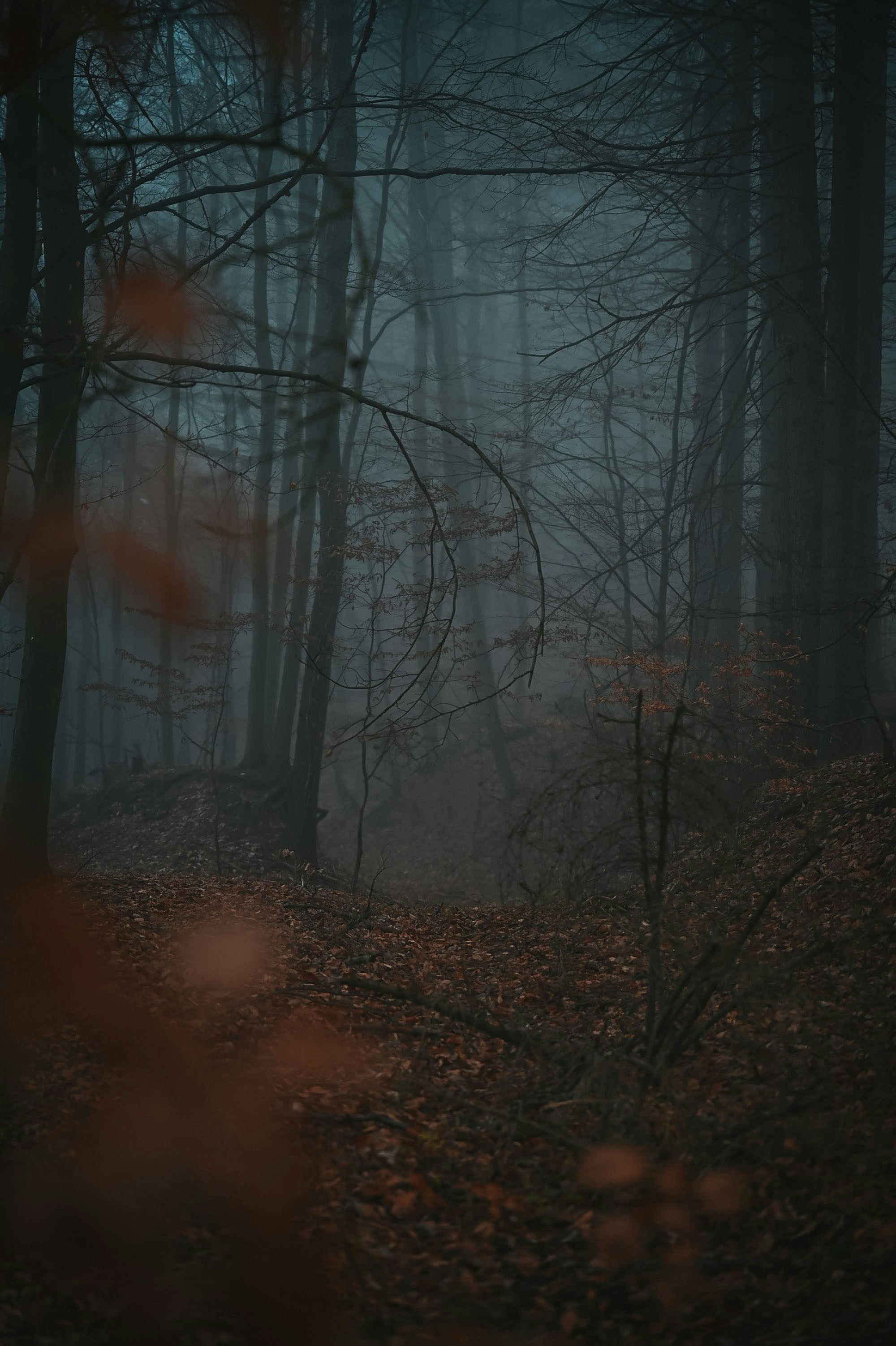 Misty forest scene with bare trees and foliage.