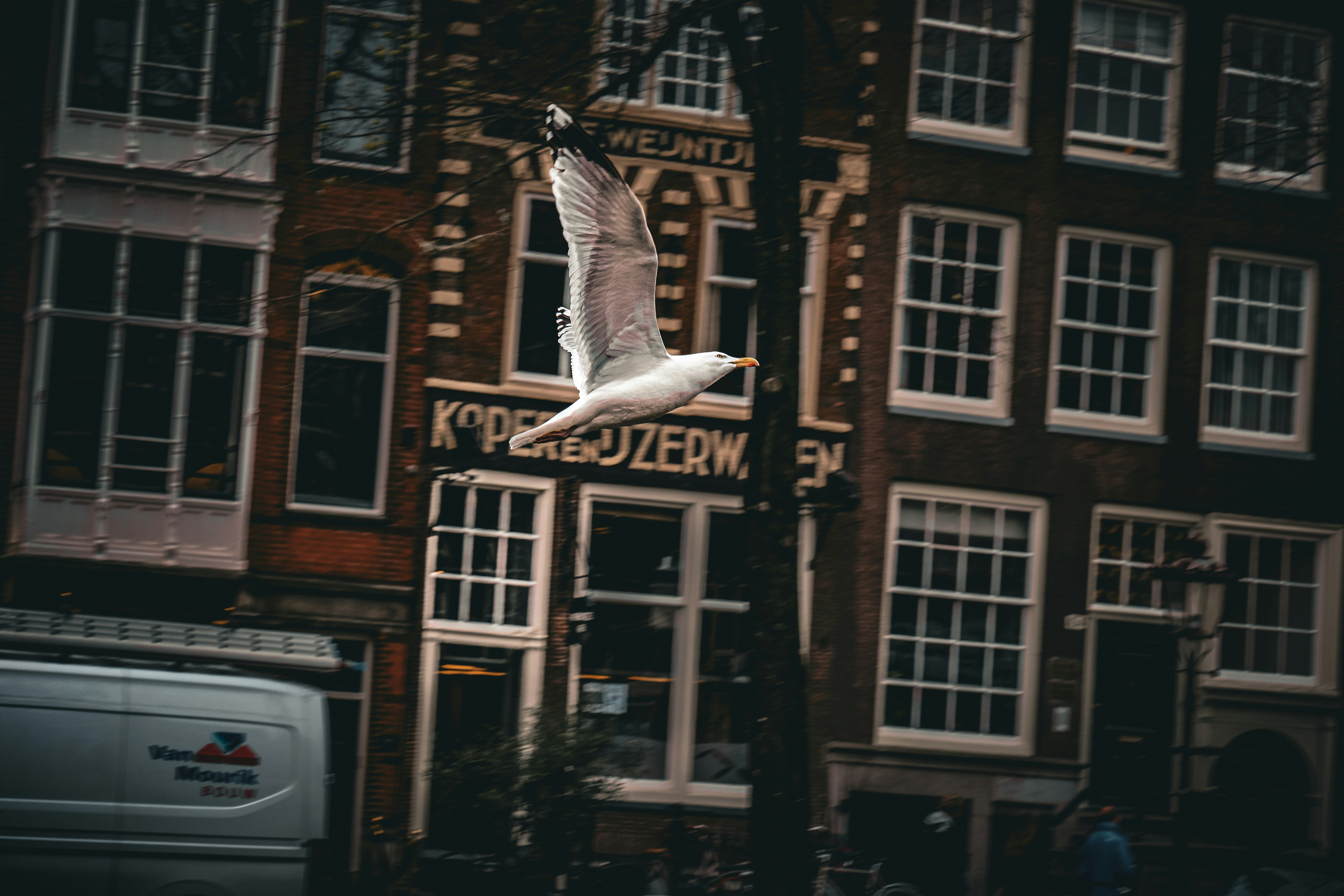 Seagull gliding above historic Amsterdam buildings, capturing the essence of city life. The motion contrasts with the stillness of the architecture.