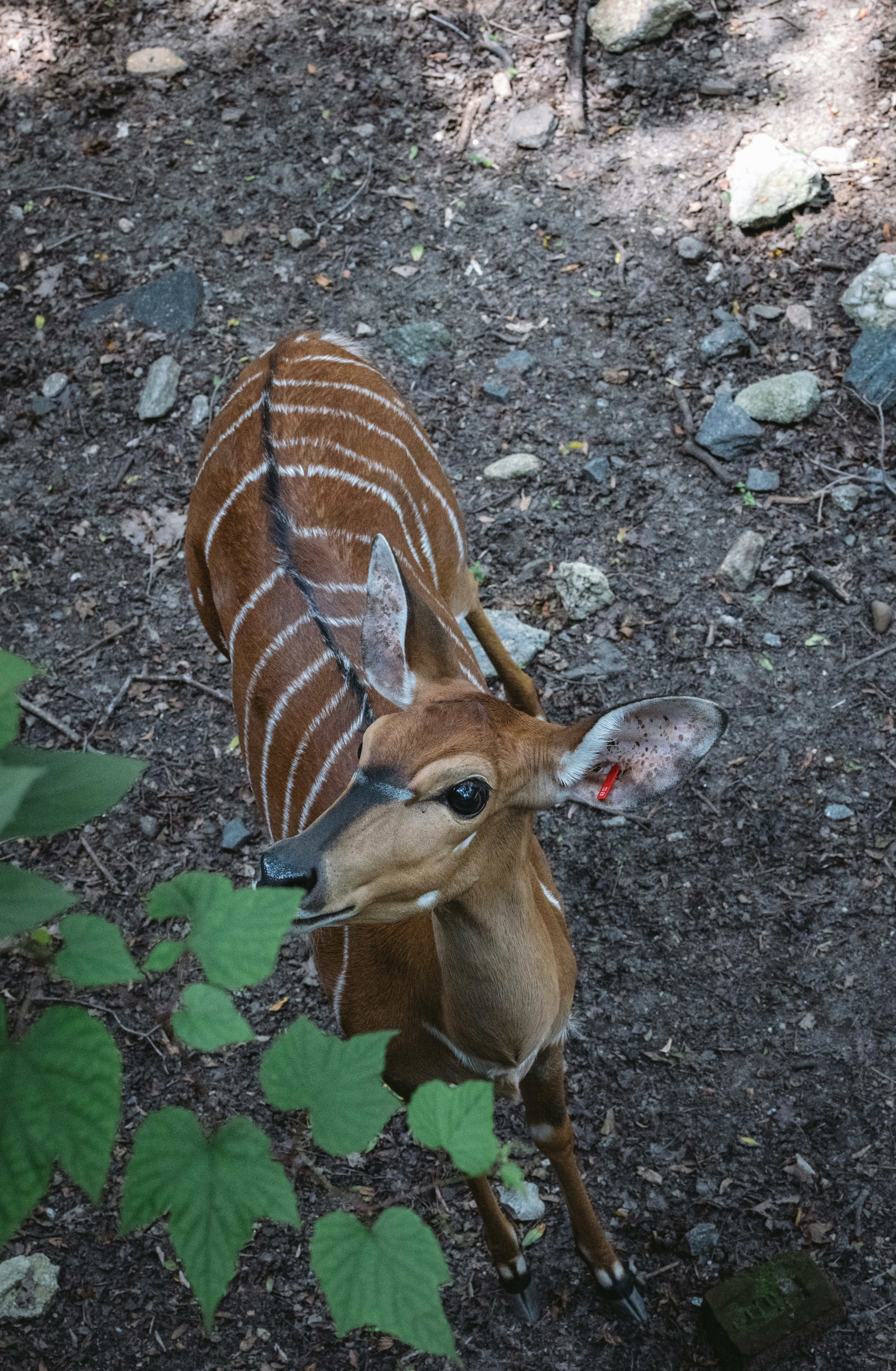 Orange Fur with White Stripes on a Nyala Deer | A nyala deer stands amidst leaves and dirt.