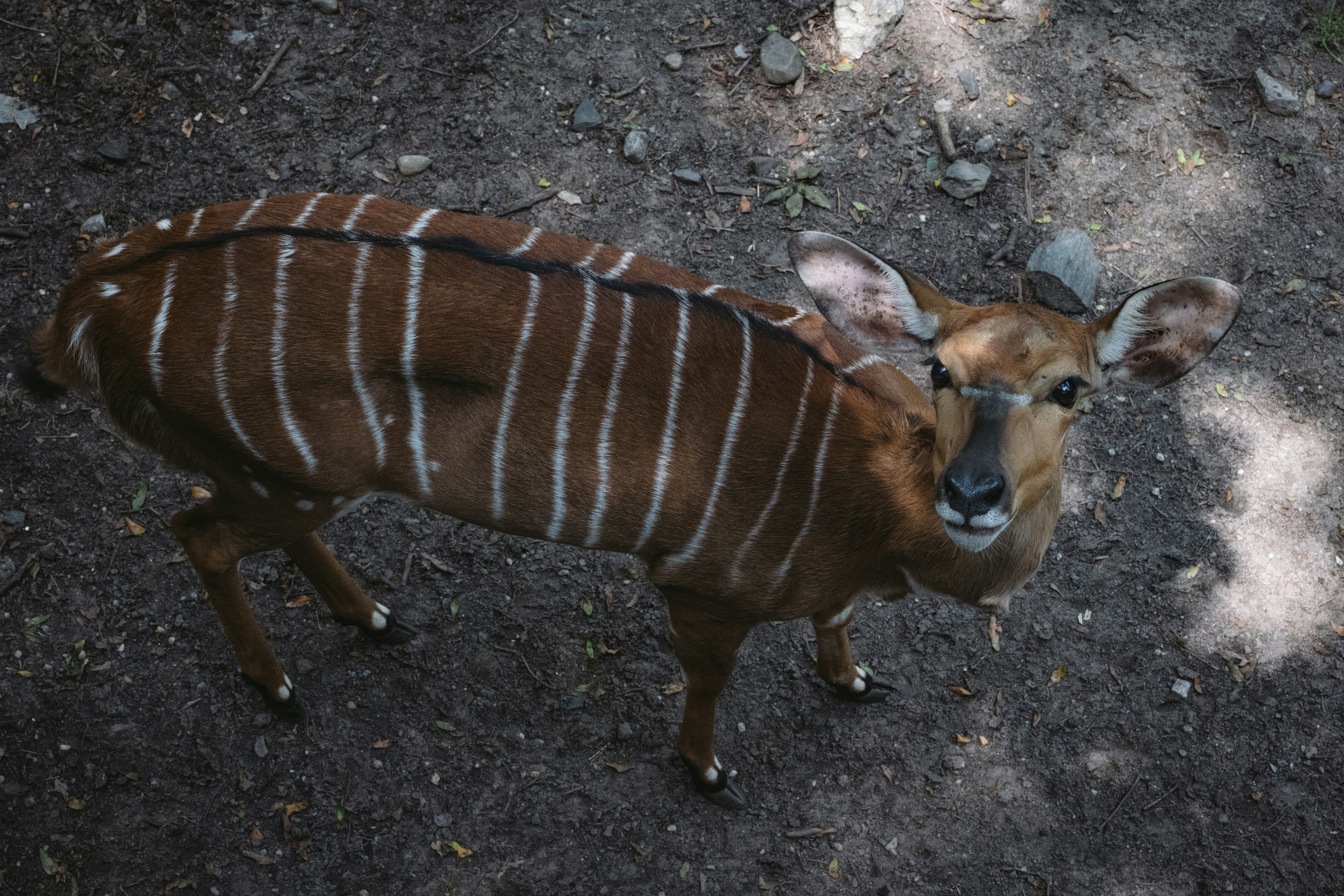 Nyala gazing upward amidst a dappled forest floor, showcasing its distinctive striped coat. The interplay of light and shadow highlights its graceful form.