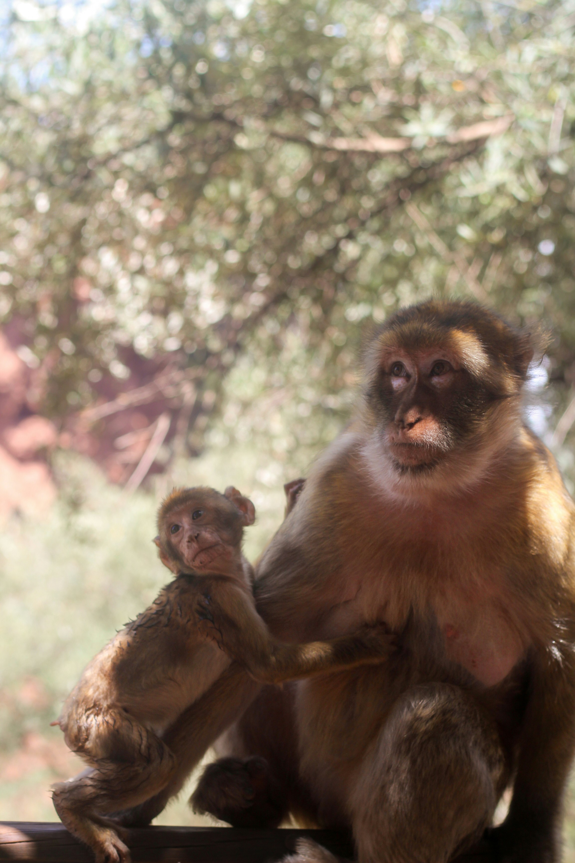 Tender Moments in the Wild: A Monkey's Embrace