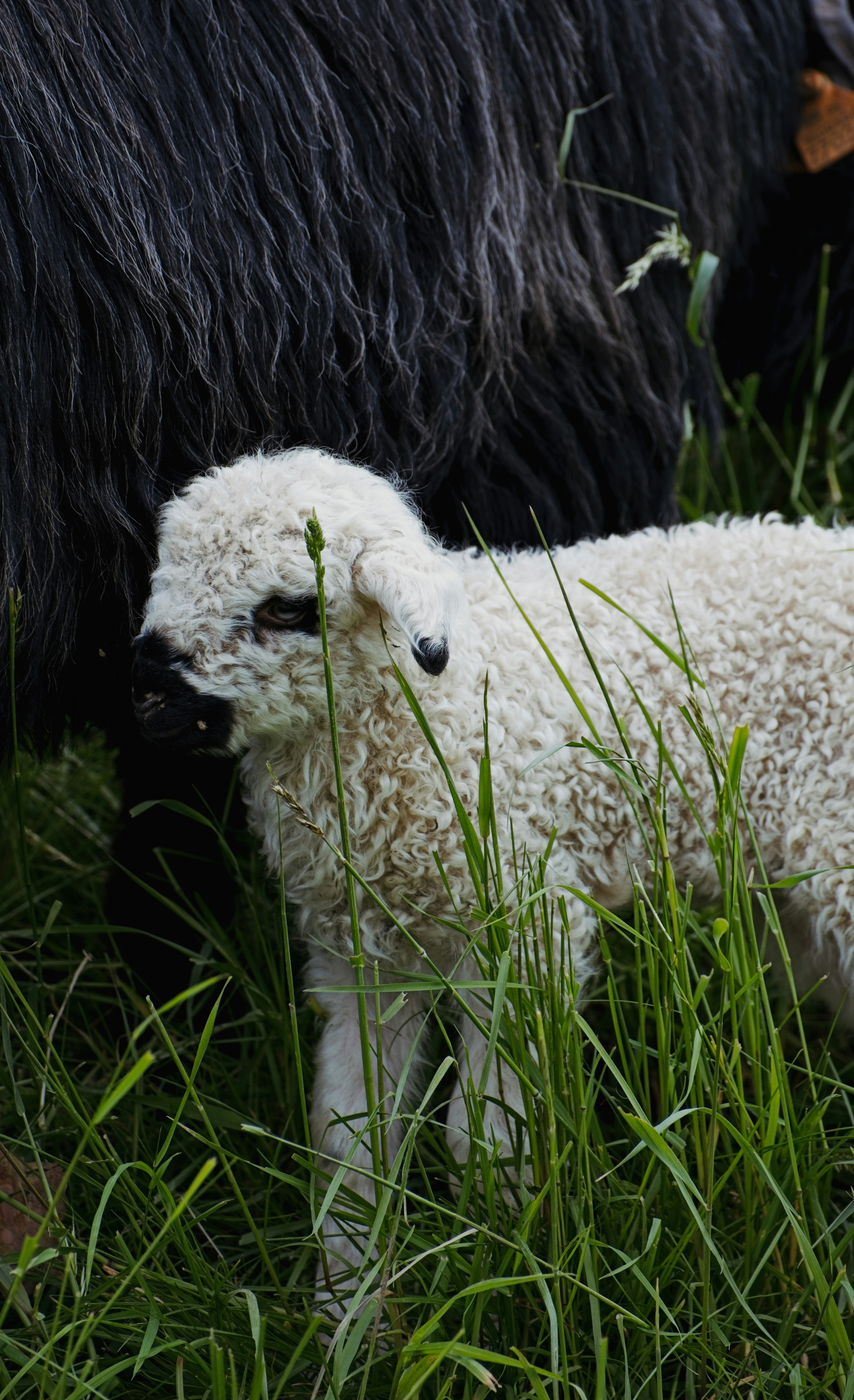 A white lamb stands in tall green grass.