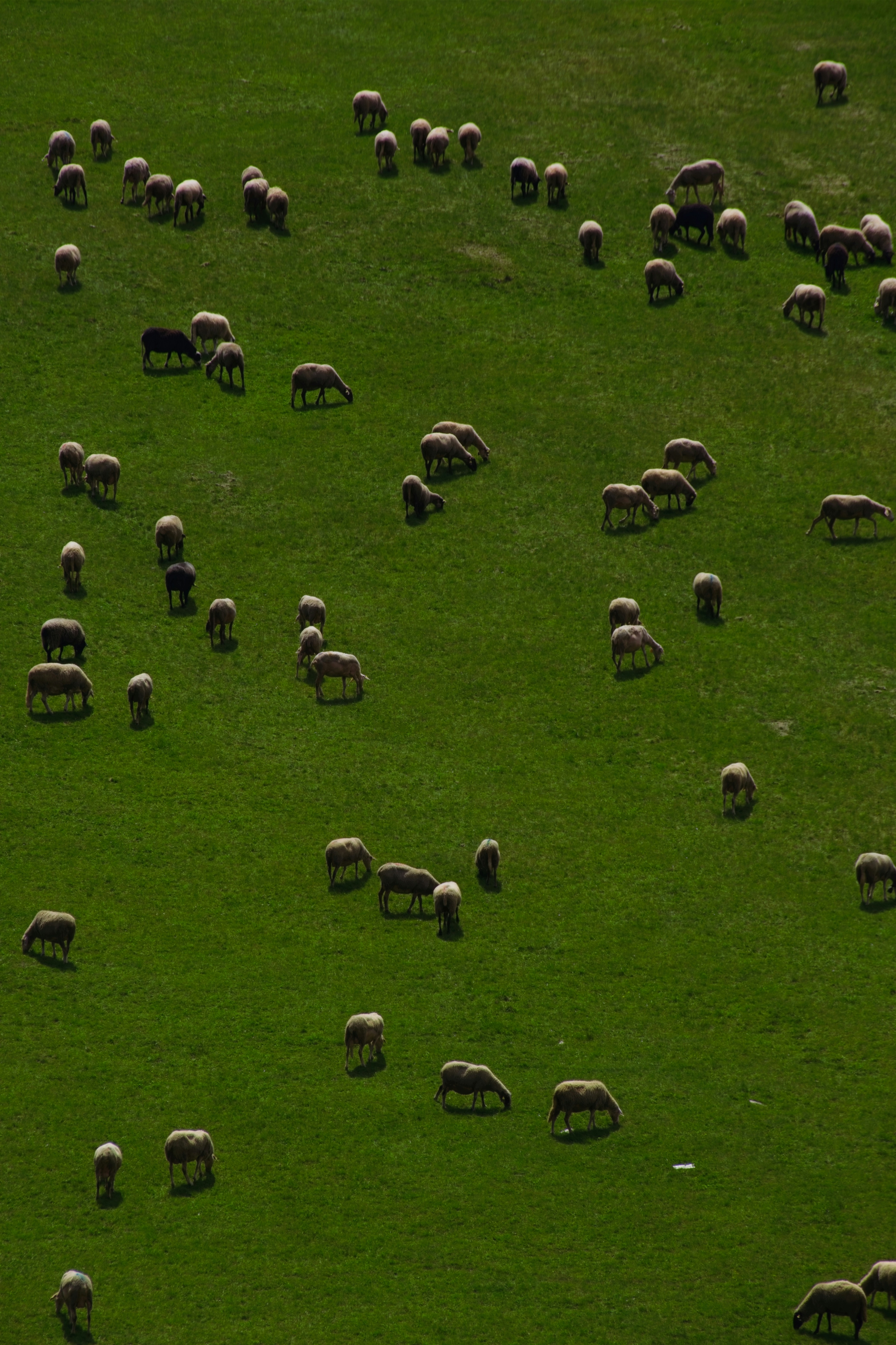 Grazing Harmony: A Pastoral Symphony