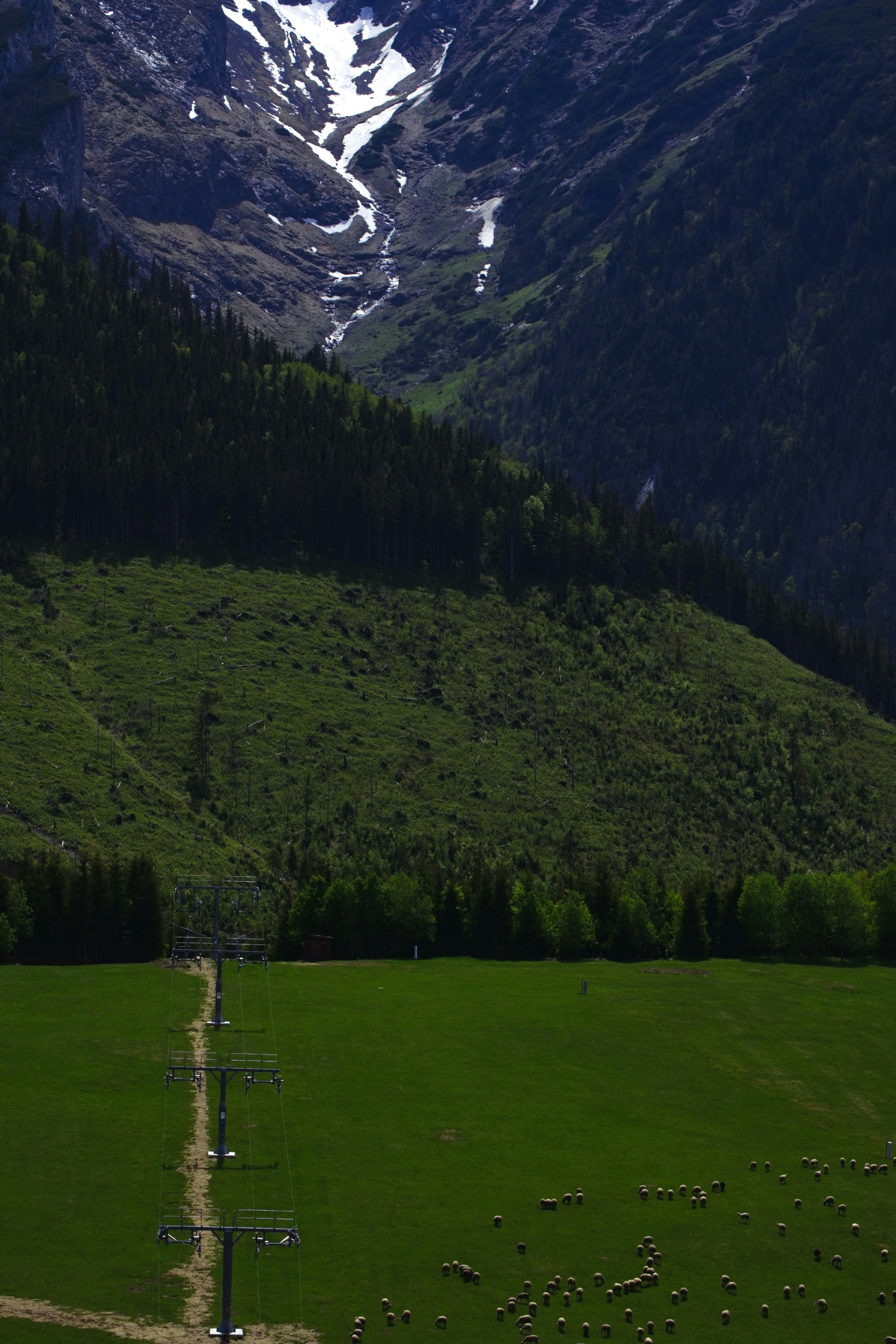 A green field with a mountain in the background.