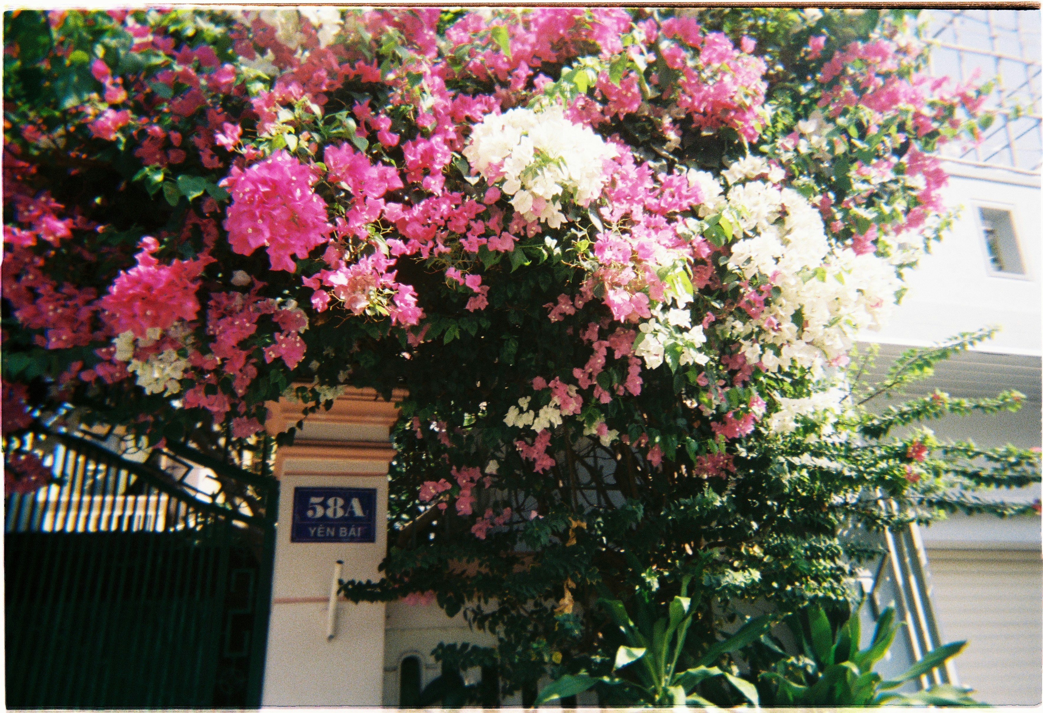 Colorful bougainvillea blooms cover a gate. photo – Free Flower Image on Unsplash