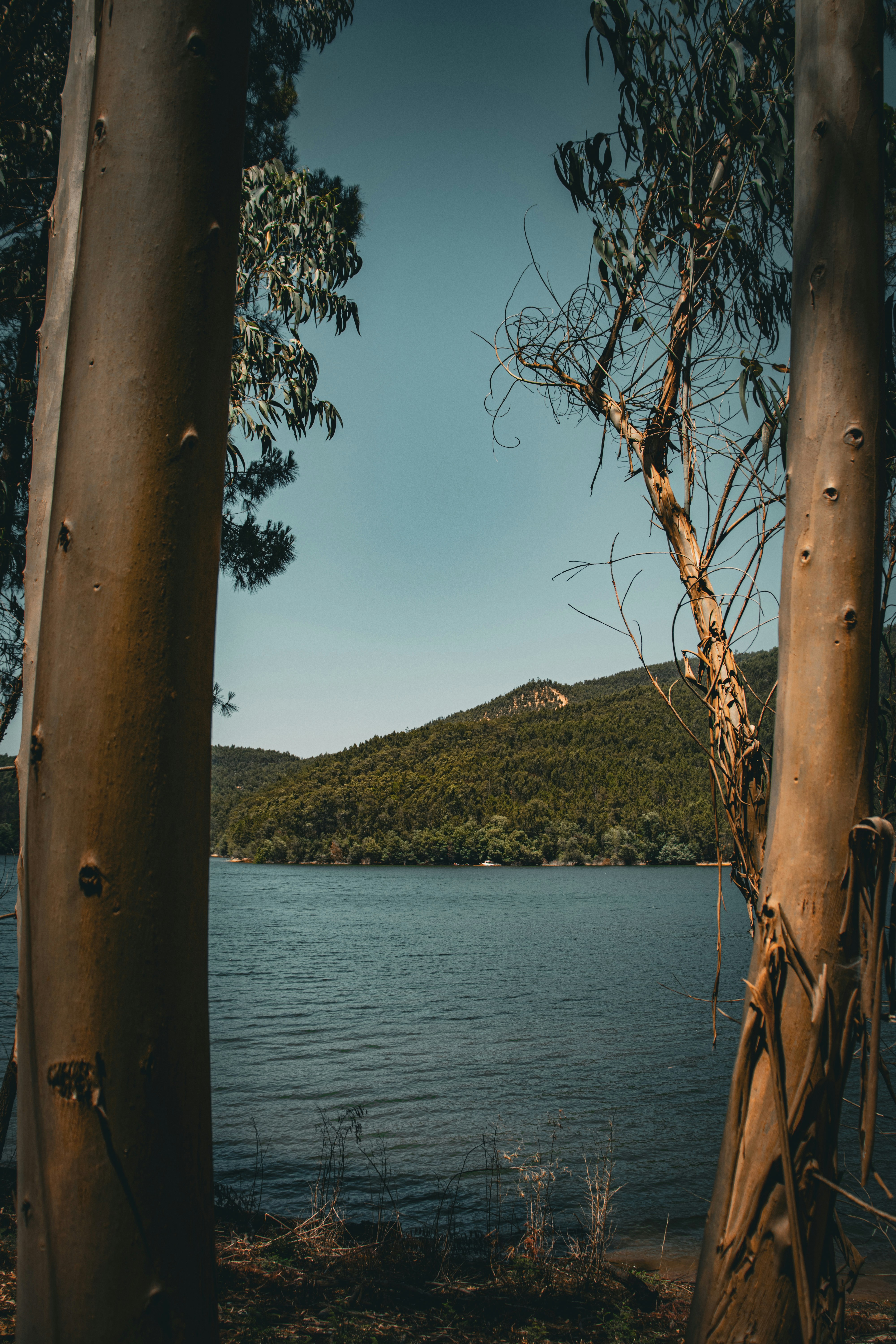 Nature's Gateway: Framed Serenity