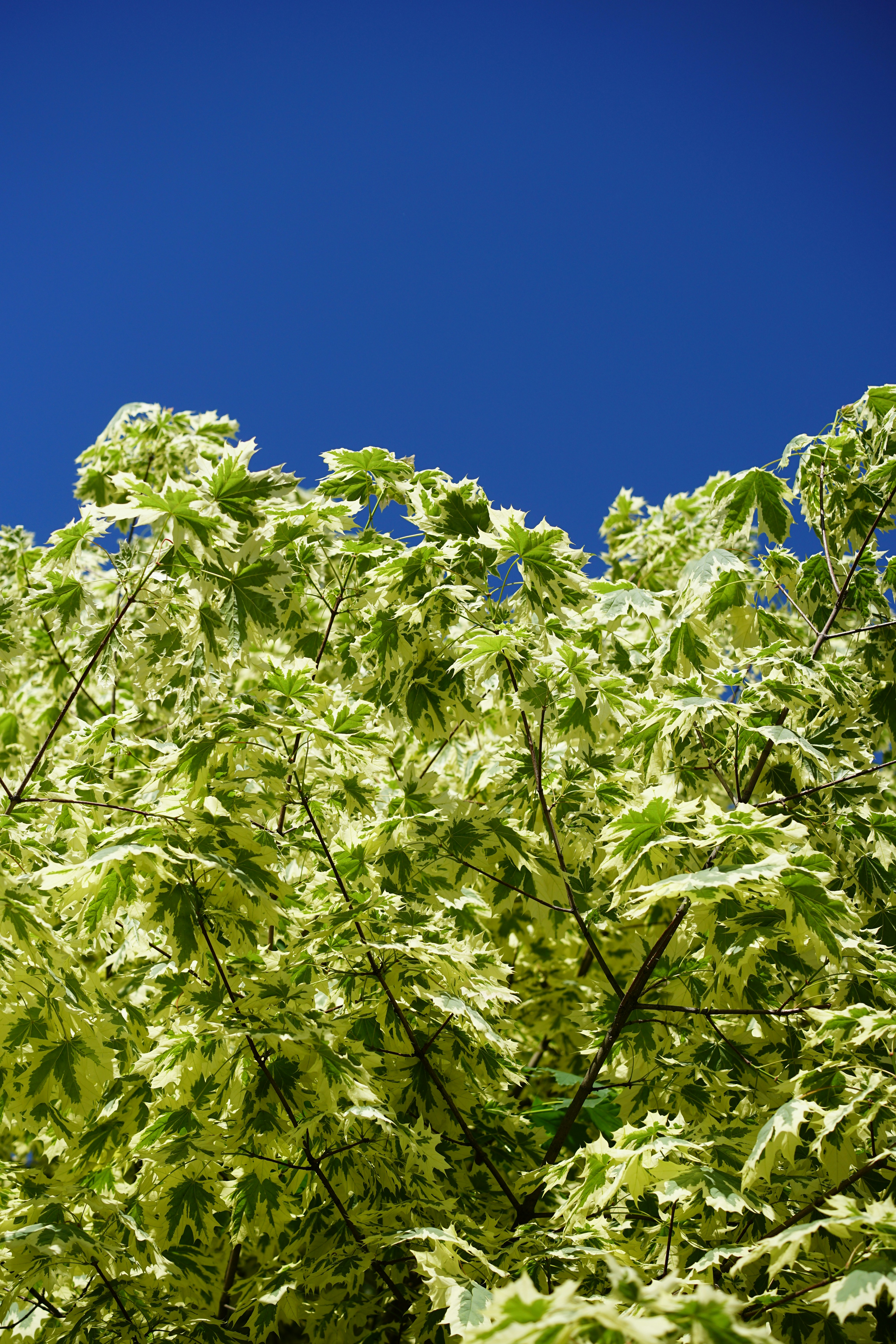 Emerald Canopy Against a Cerulean Sky