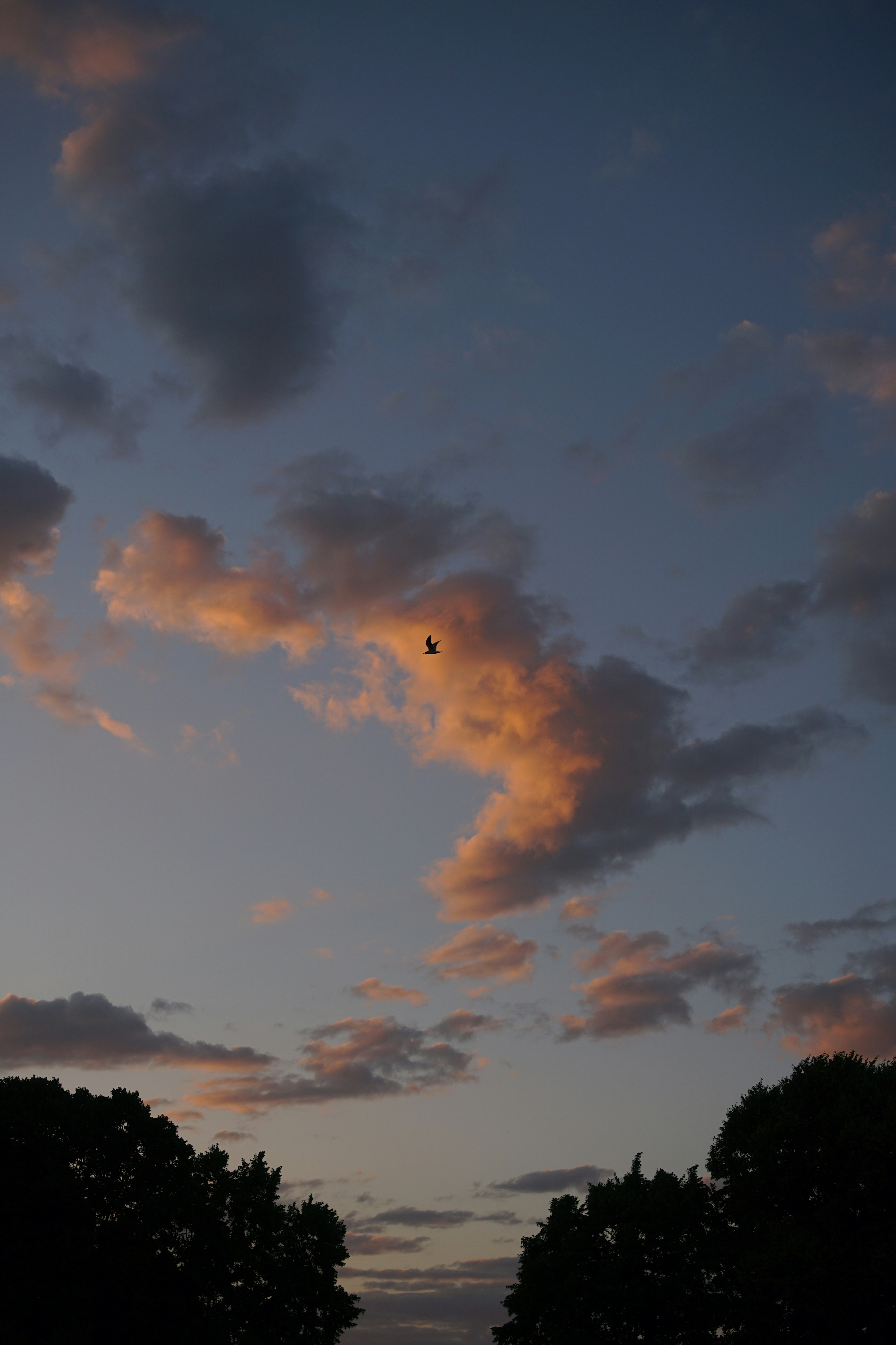 A bird flies across a cloudy sunset sky.