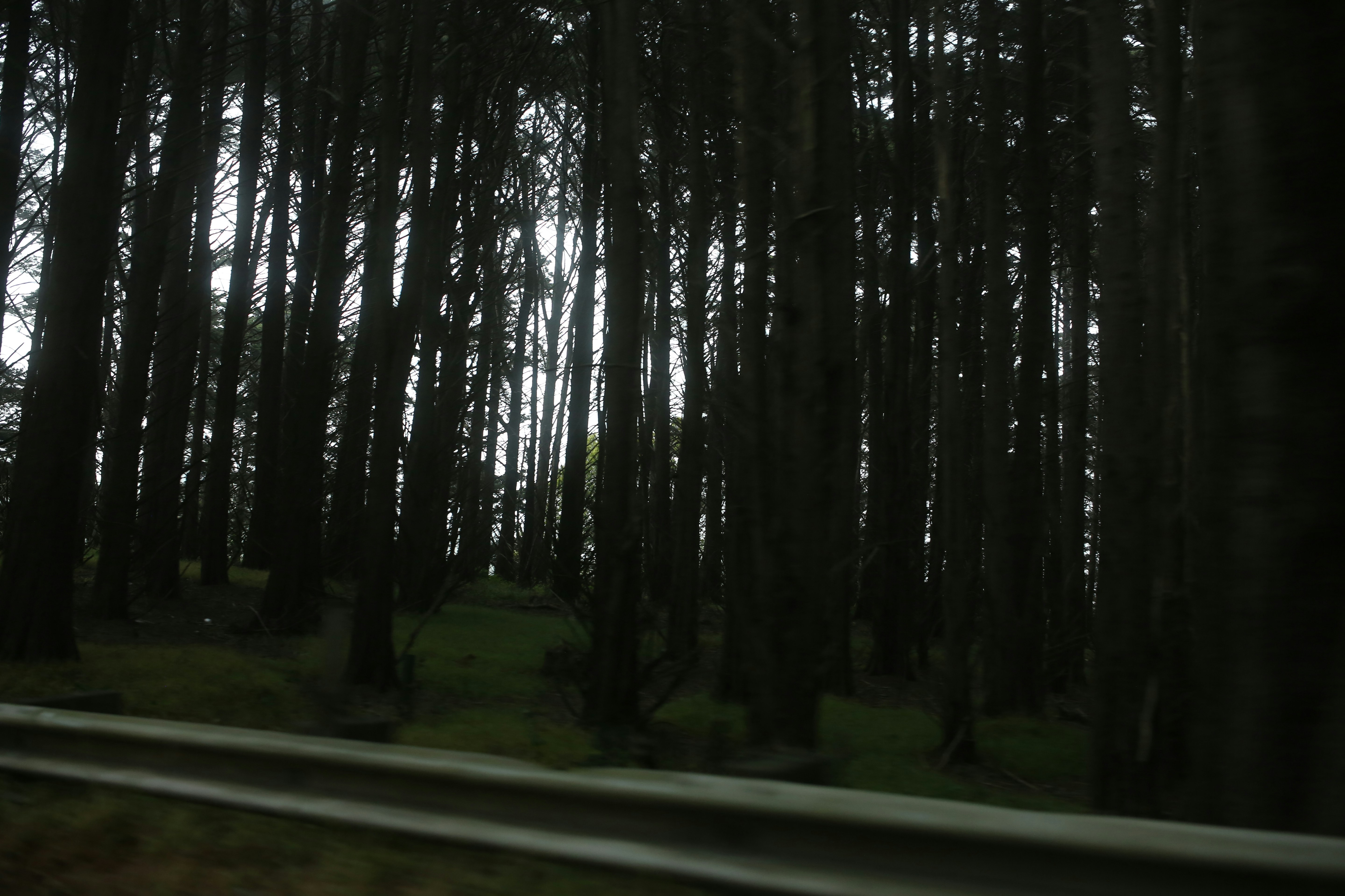 Dark and mysterious forest with tall, slender trees. photo – Free ...