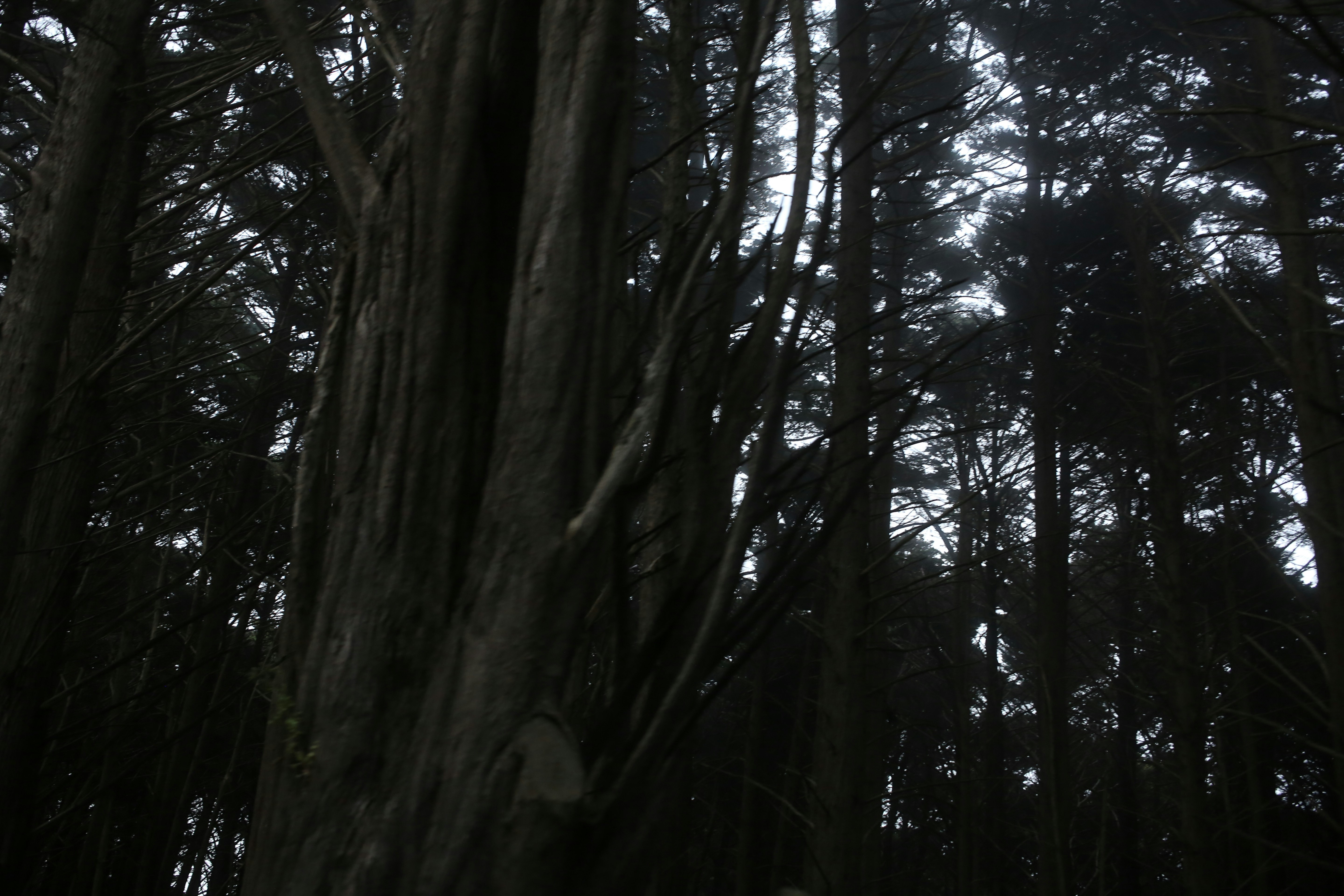 Dense forest shrouded in darkness, with slender trees reaching towards a faint light above. The atmosphere evokes a sense of mystery.