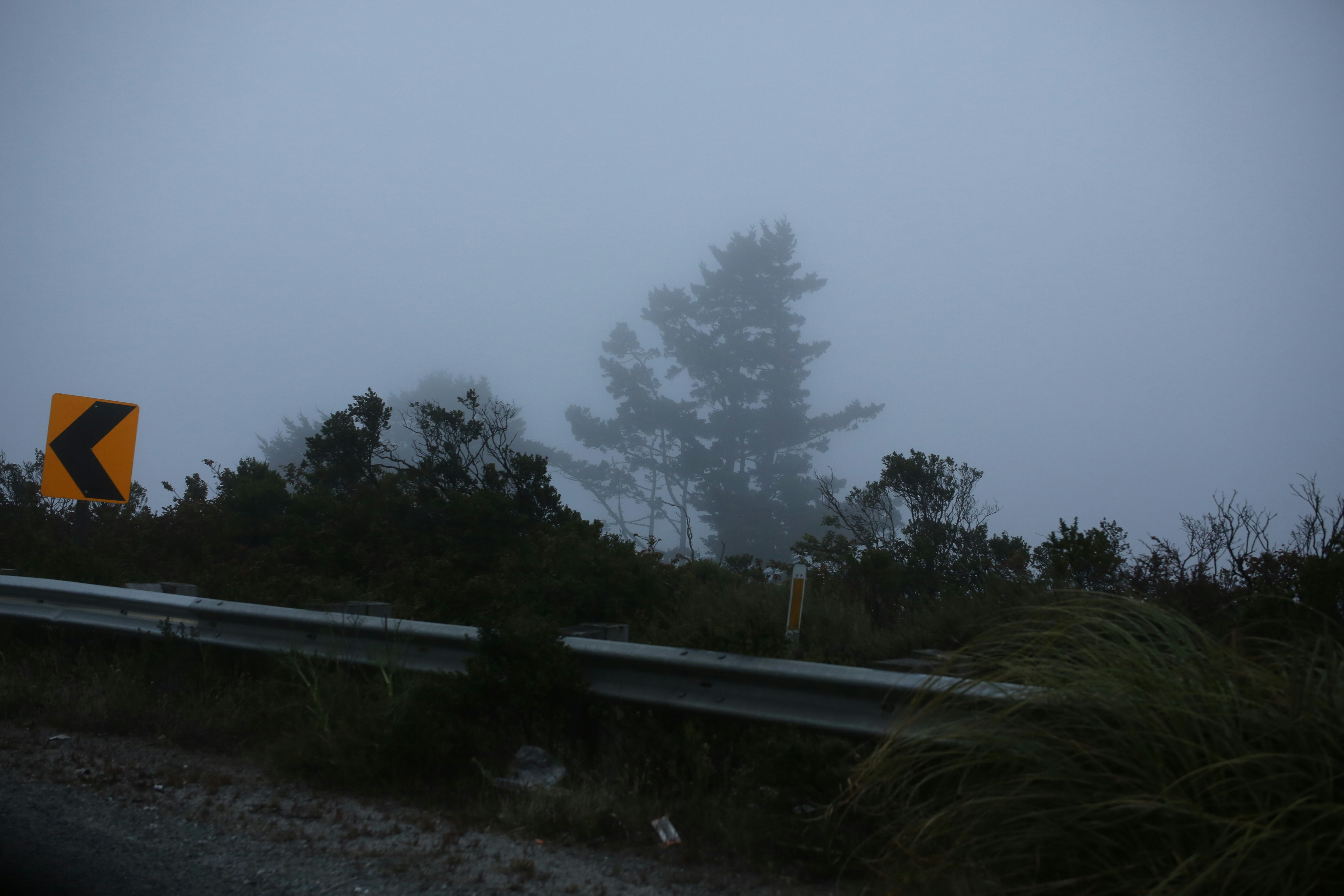 Veiled Pathways: Nature's Whisper in Fog