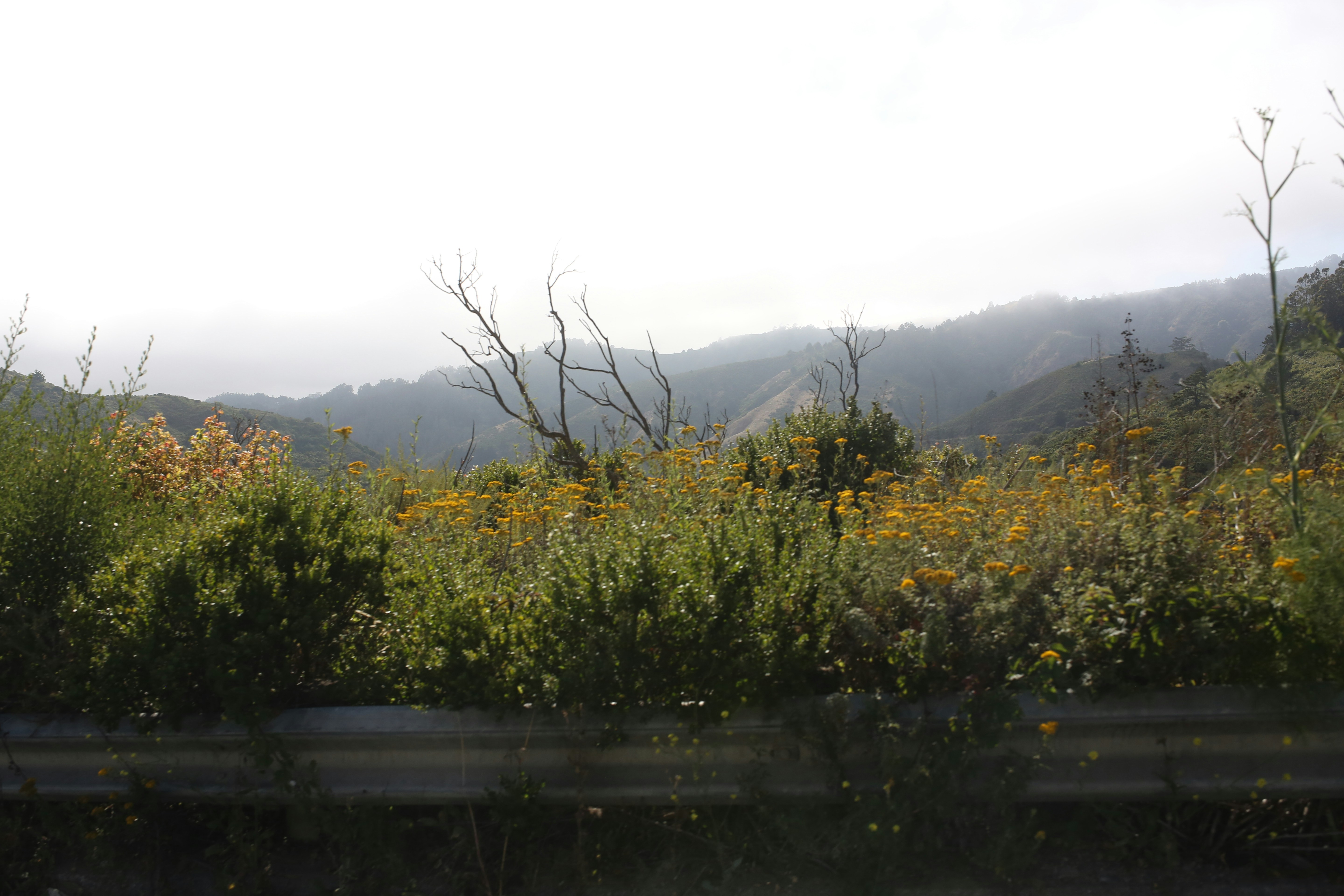 Whispers of Wildflowers in a Misty Meadow