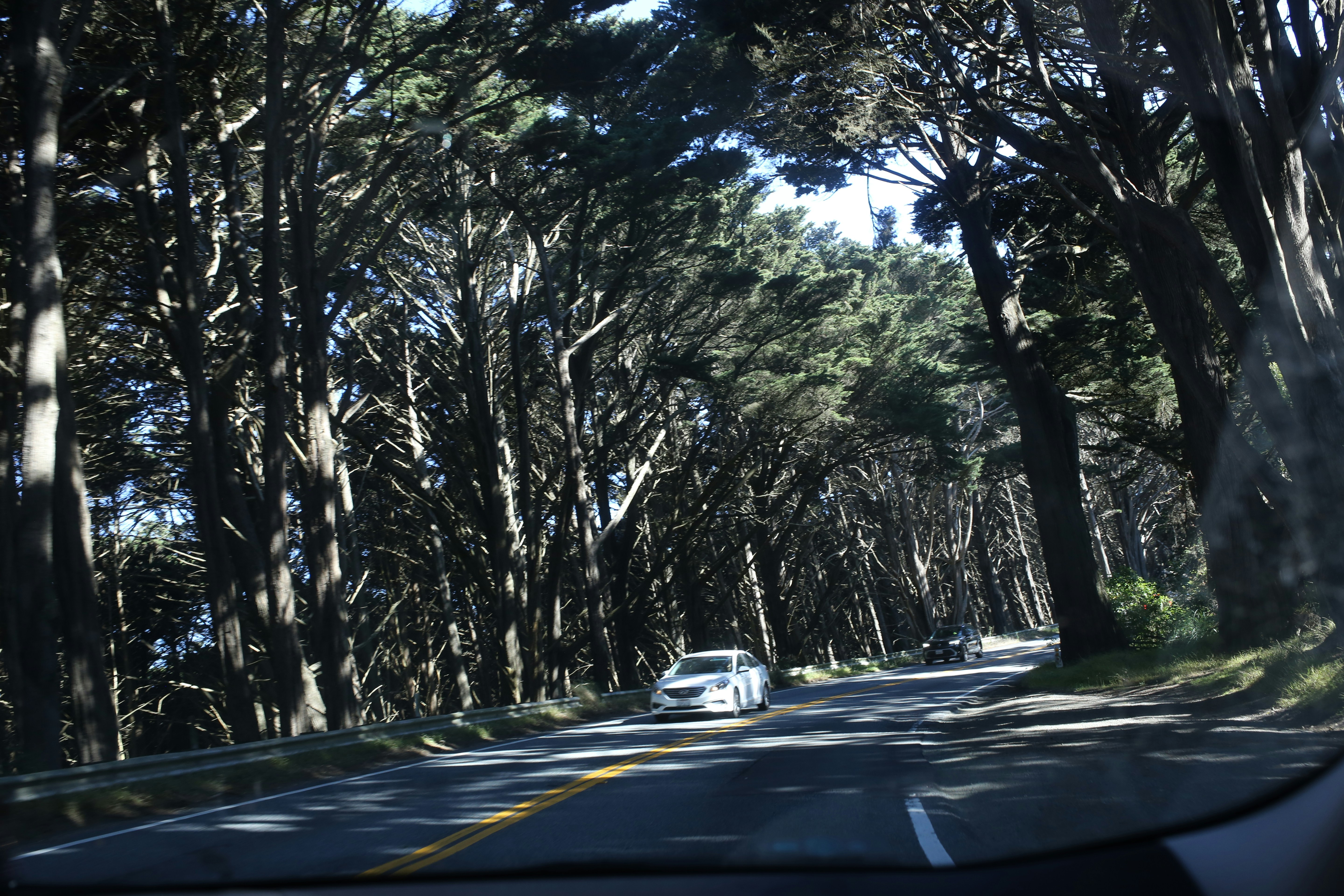 White Sedan Through a Sun-Dappled Pine Tunnel on a Winding Forest Road