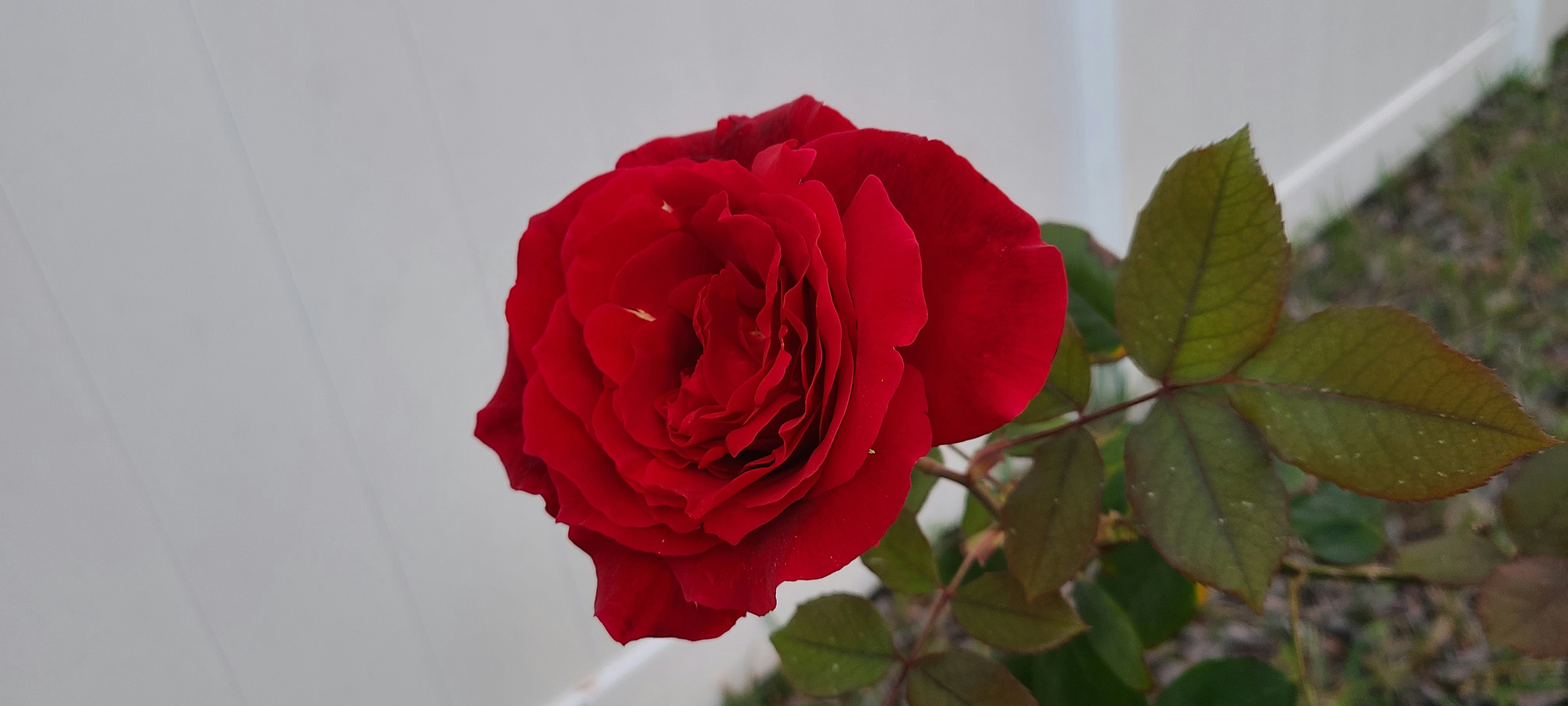 A beautiful red rose blooms in the garden. photo – Free Flower Image on ...