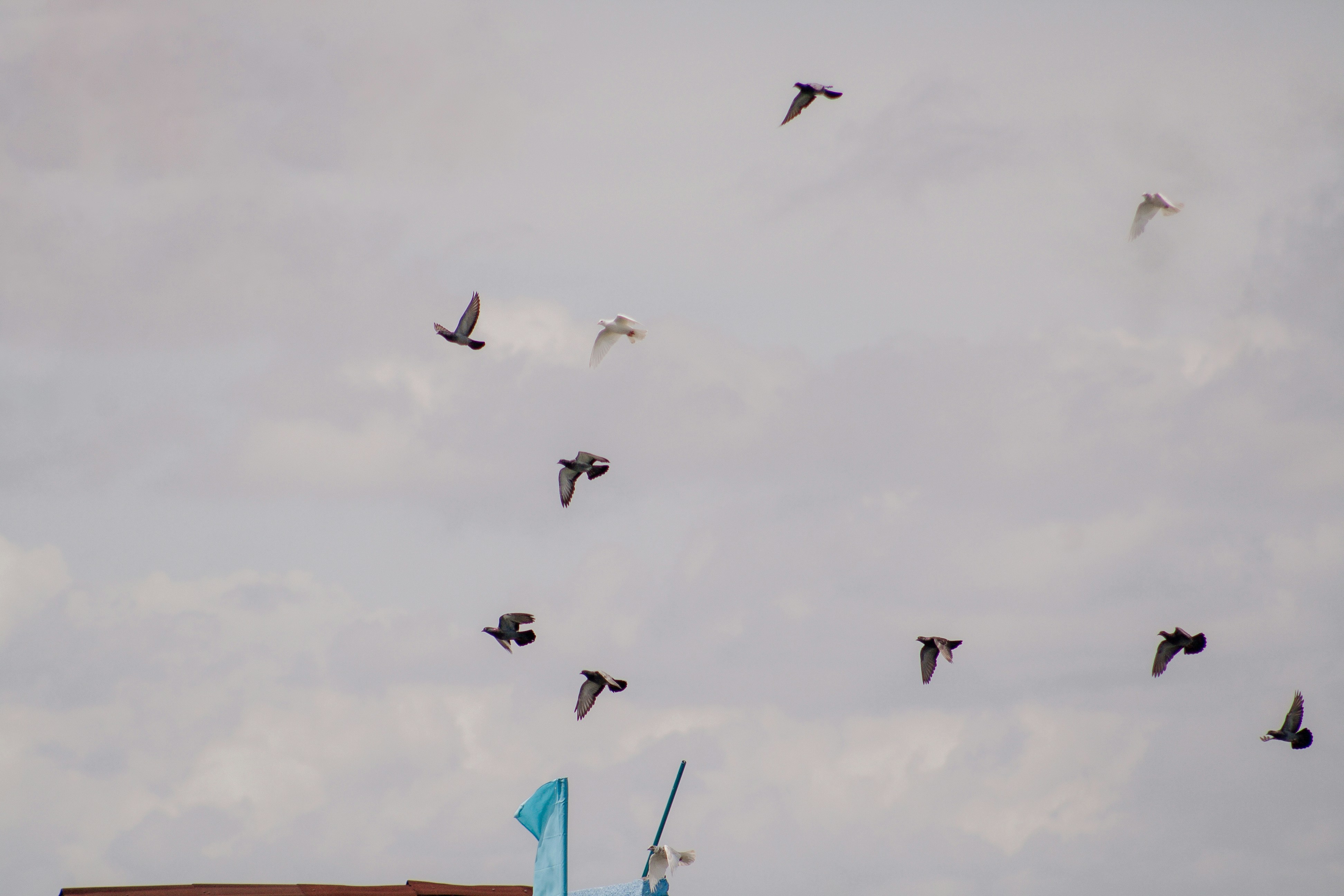 Dance of the Skyborne