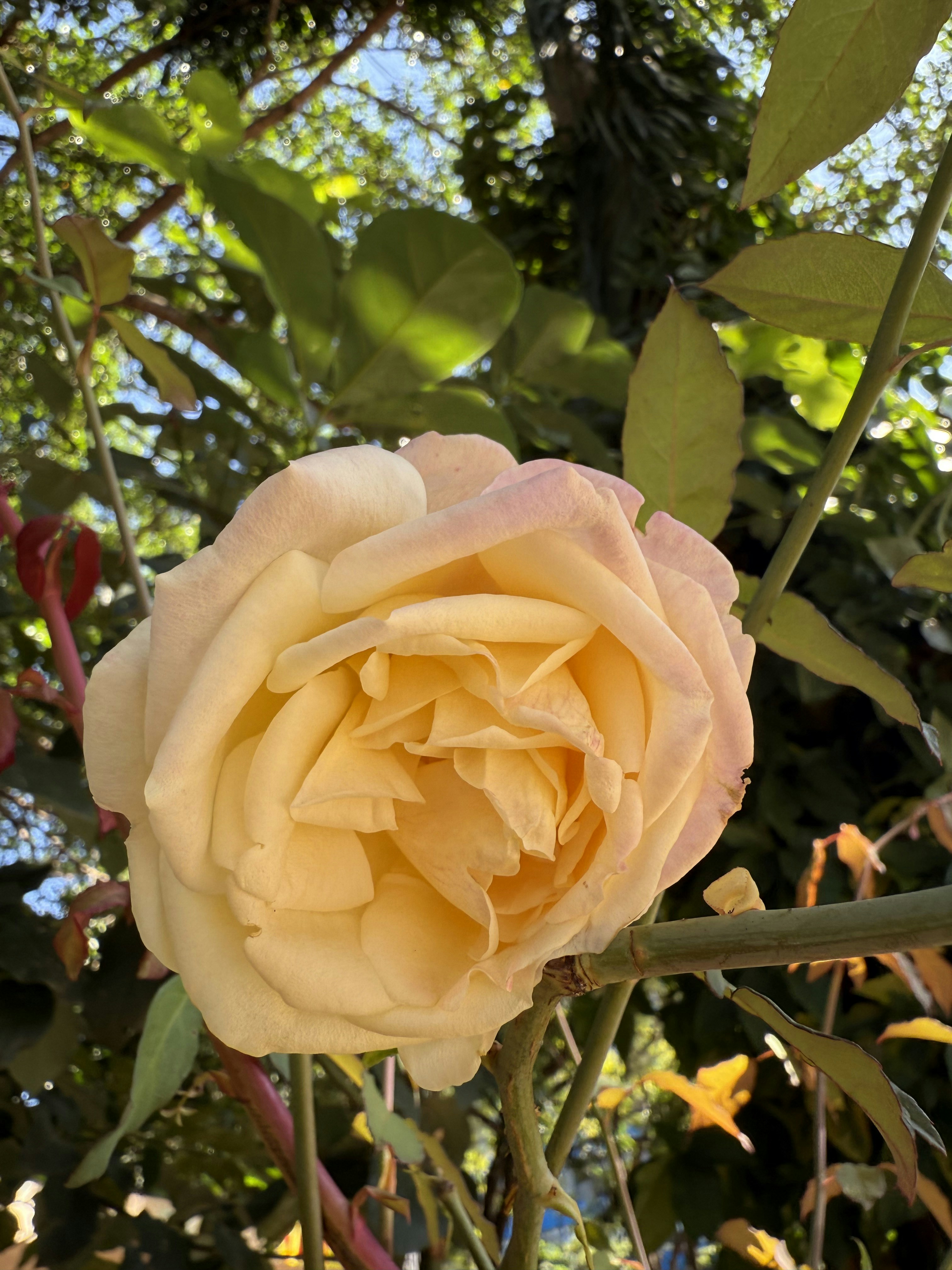 Whispers of a Golden Rose